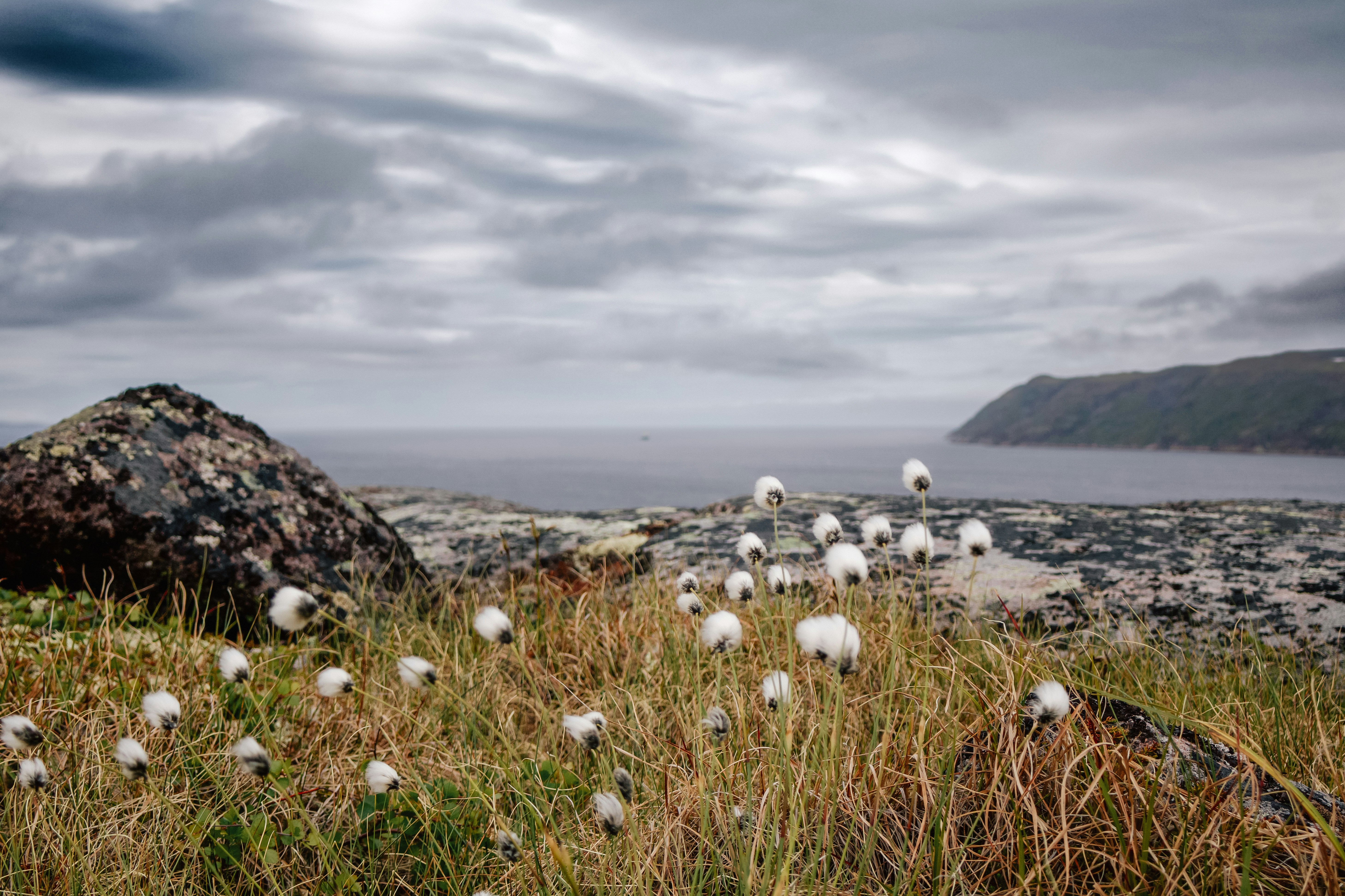 Puffball Meadow at the Wind-Swept Coast