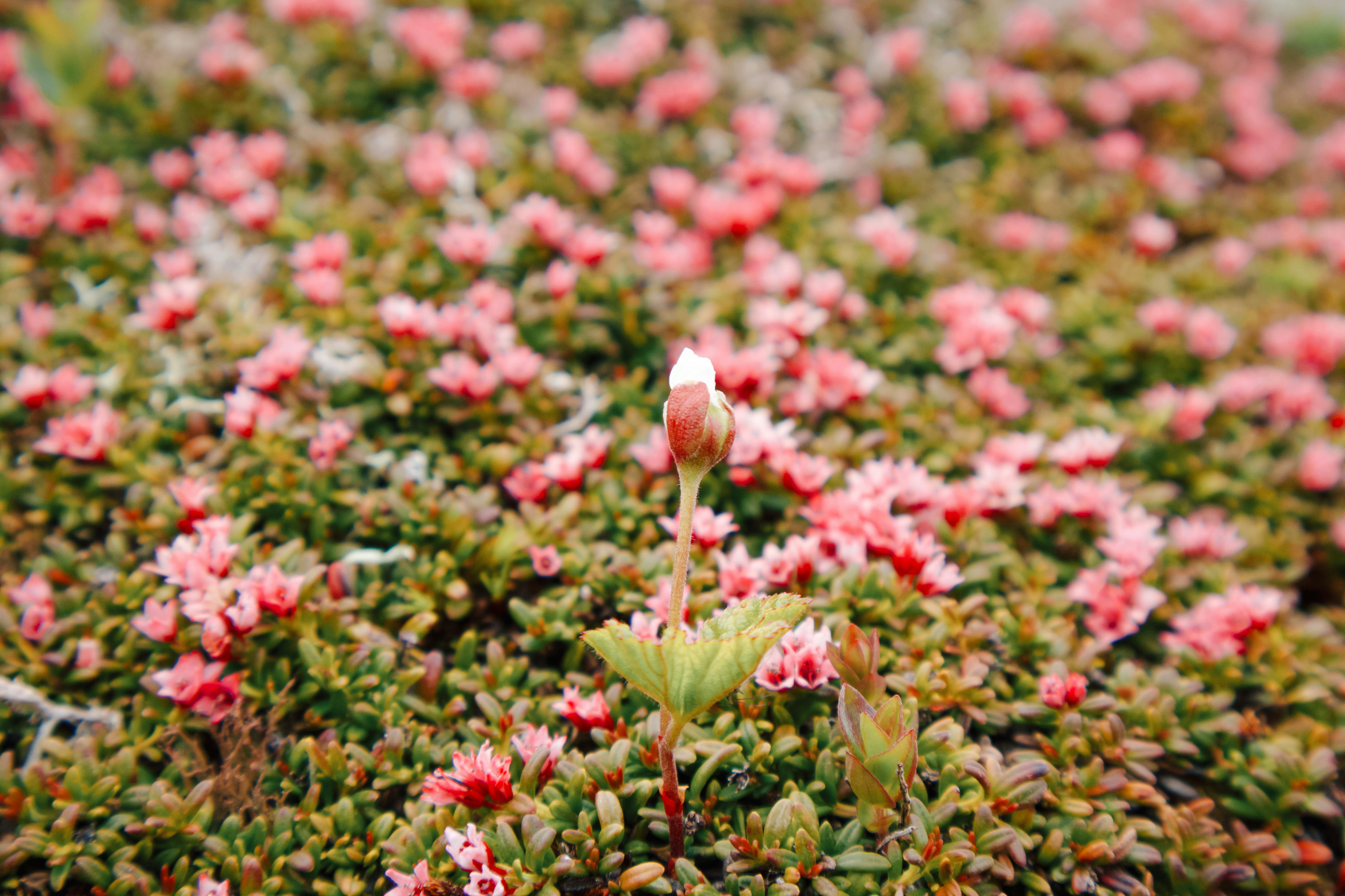 The lone pink bud rising above a field of blossoms