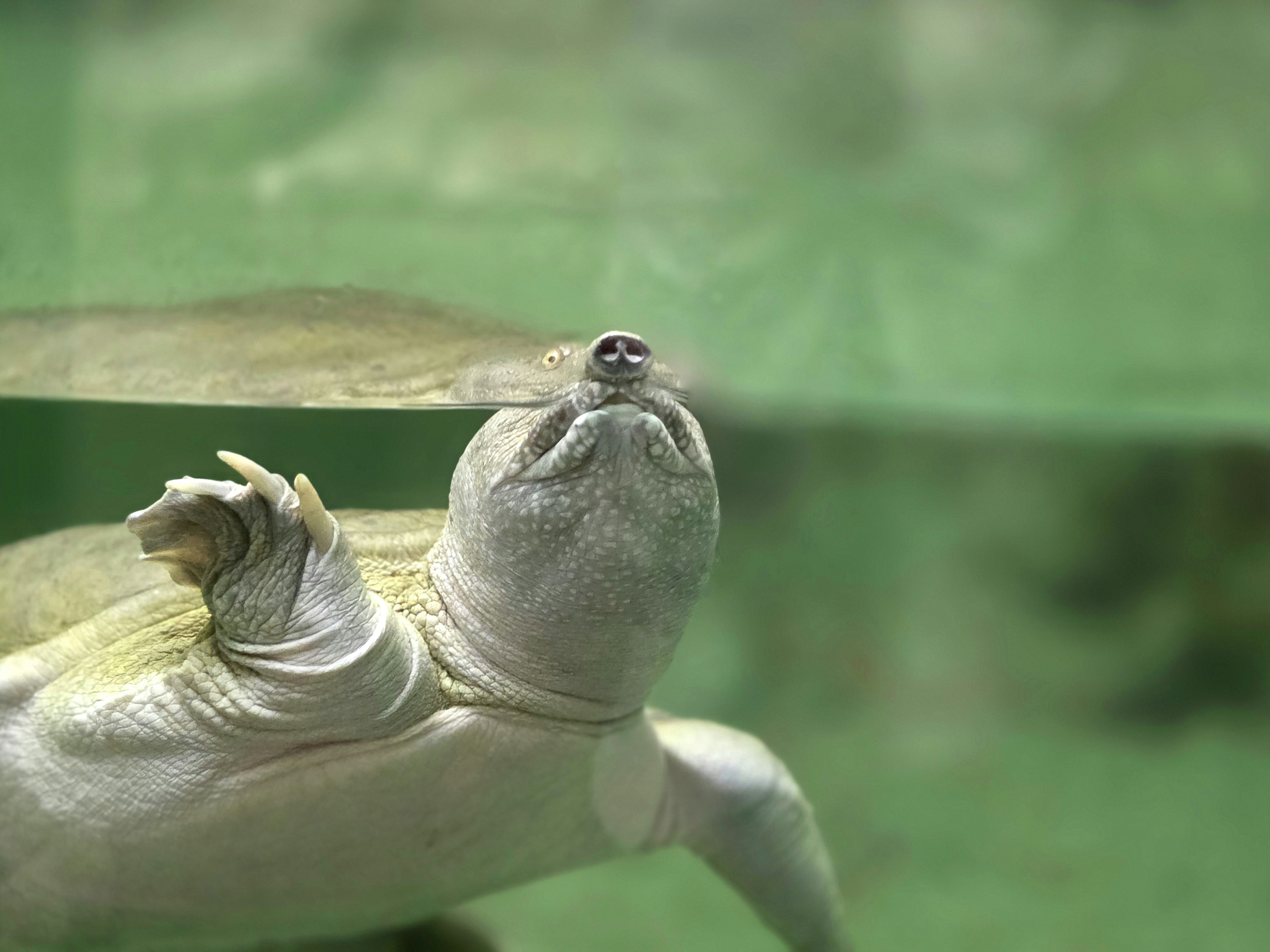 A close-up underwater view of a softshell turtle gliding just beneath the surface, its head lifted gently toward the air. The soft green water and smooth lighting create a calm, natural atmosphere that highlights the turtle’s unique texture and shape. Captured in a serene aquatic environment, this image is ideal for themes related to wildlife, conservation, nature photography, and underwater life.