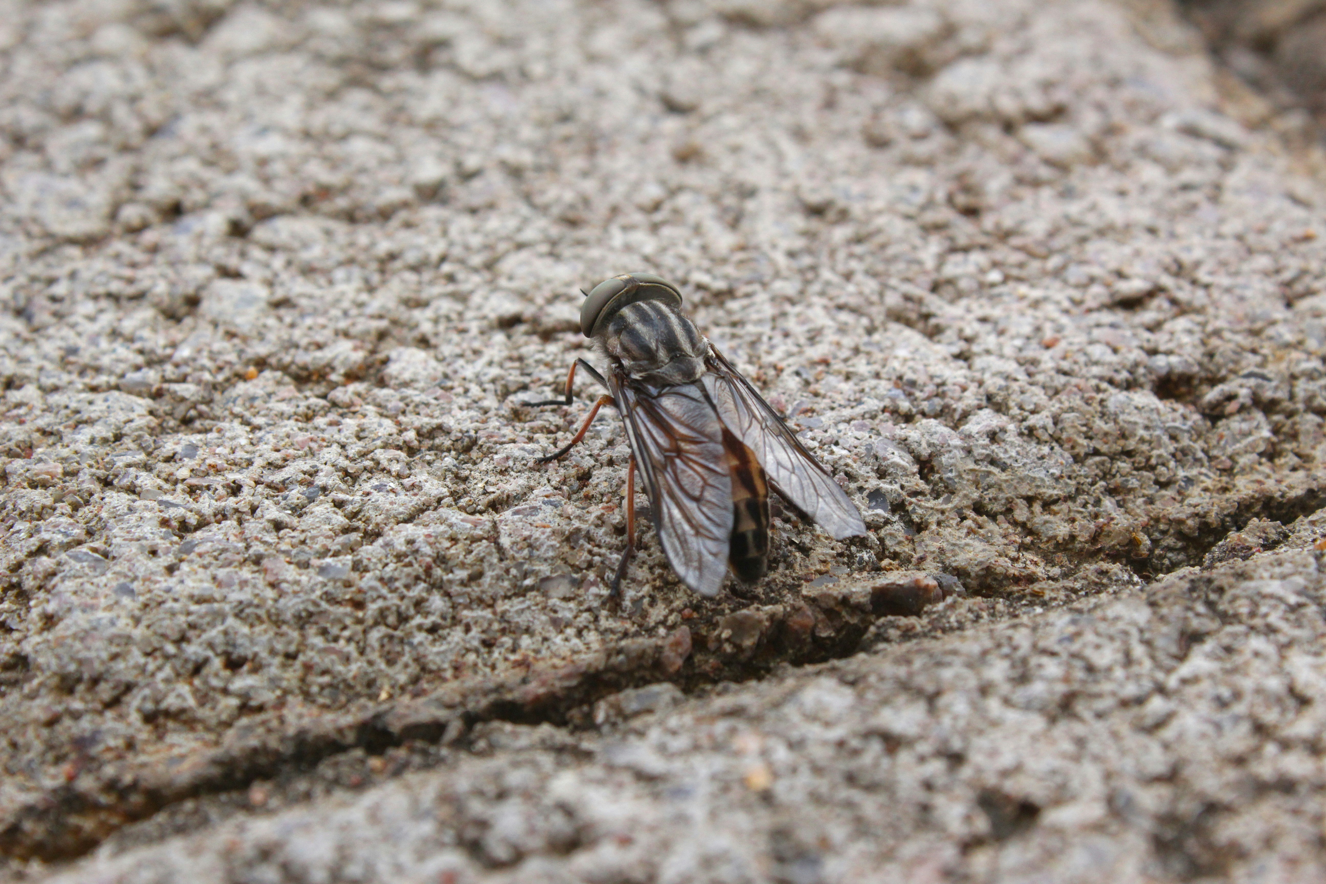 I saw this huge fly on the parking lot.