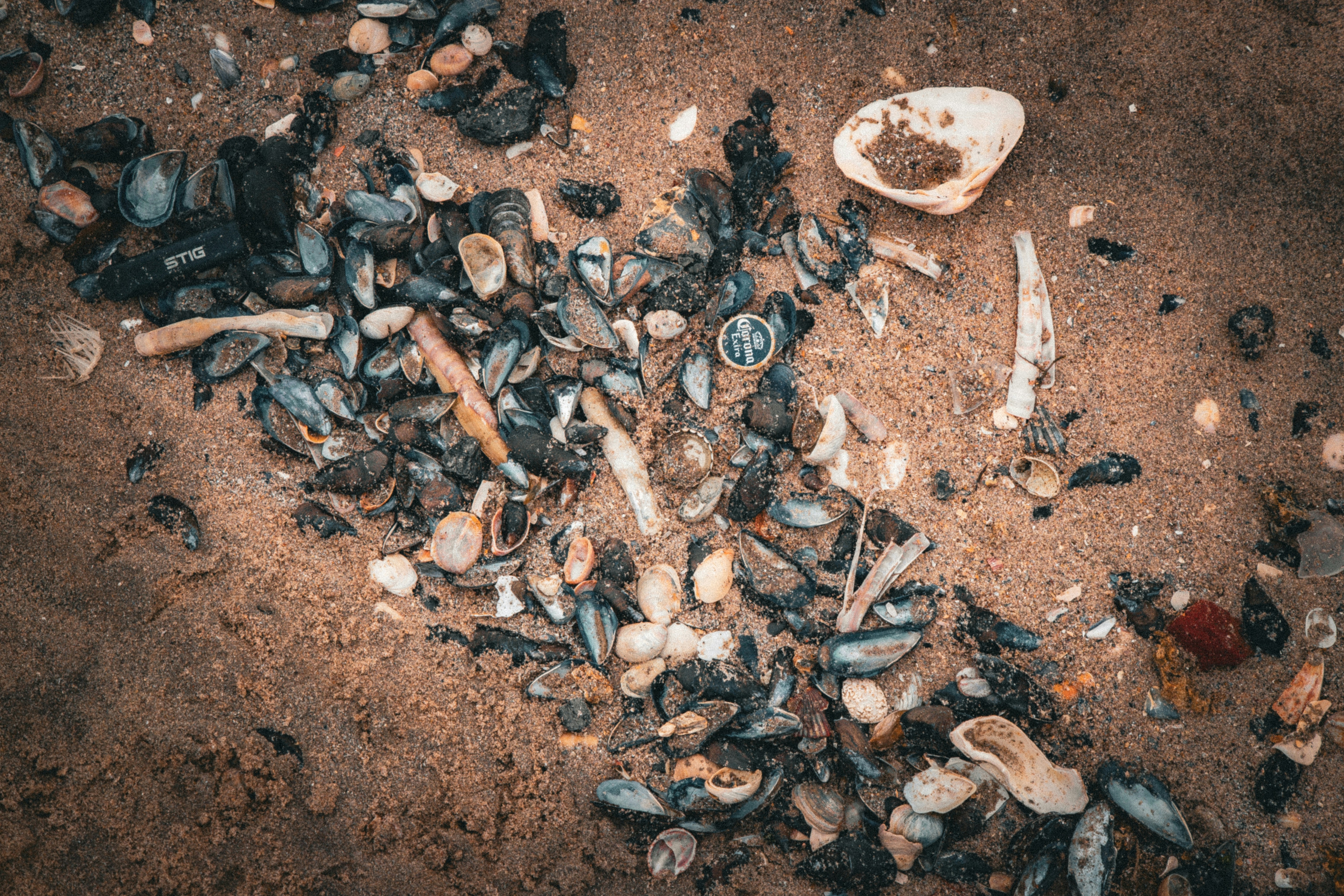 Sun-warmed shell mosaic on a sandy shoreline