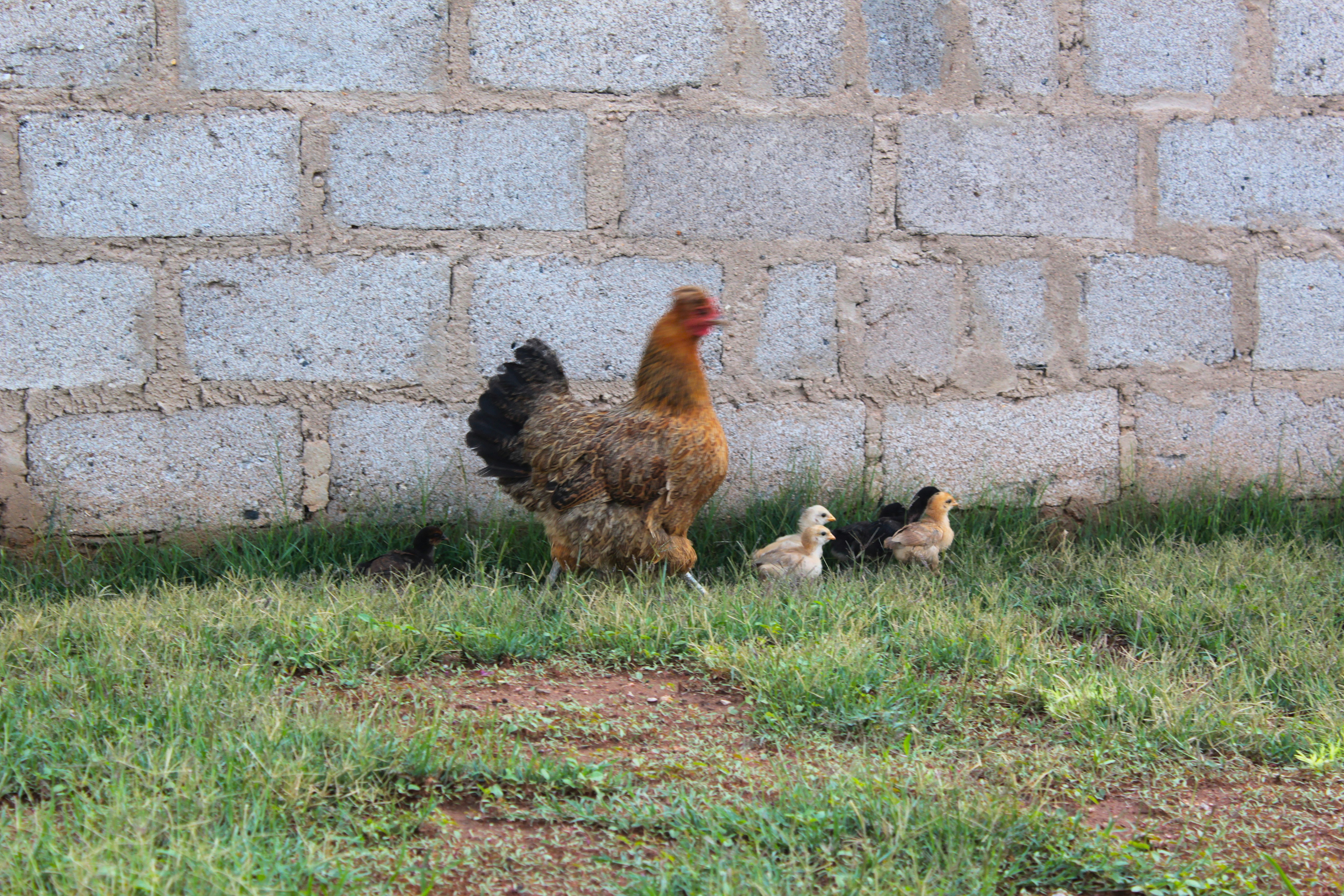 Hen and chicks by rough stone wall