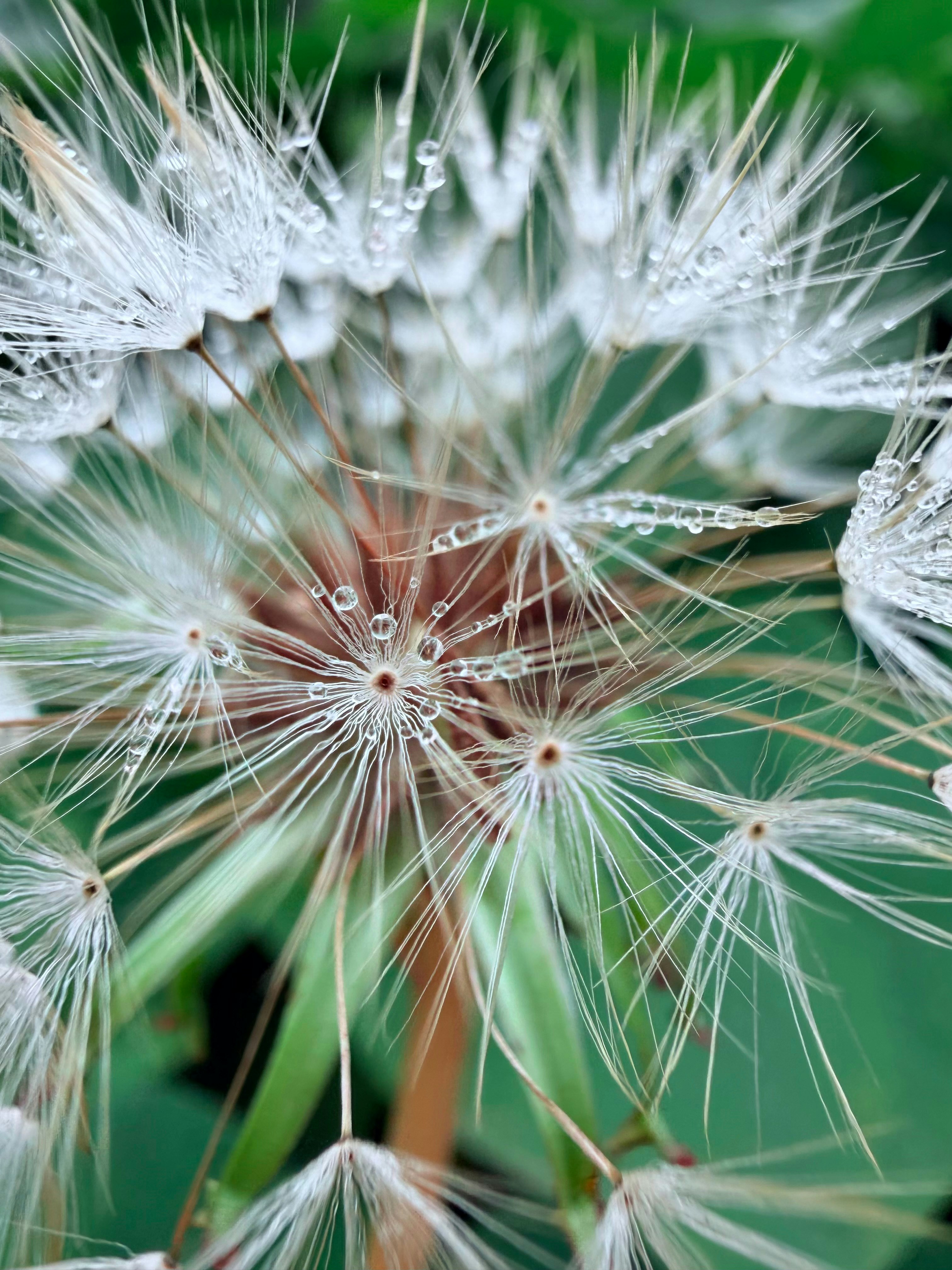 Dew-kissed Dandelion: a macro portrait of feathered seeds