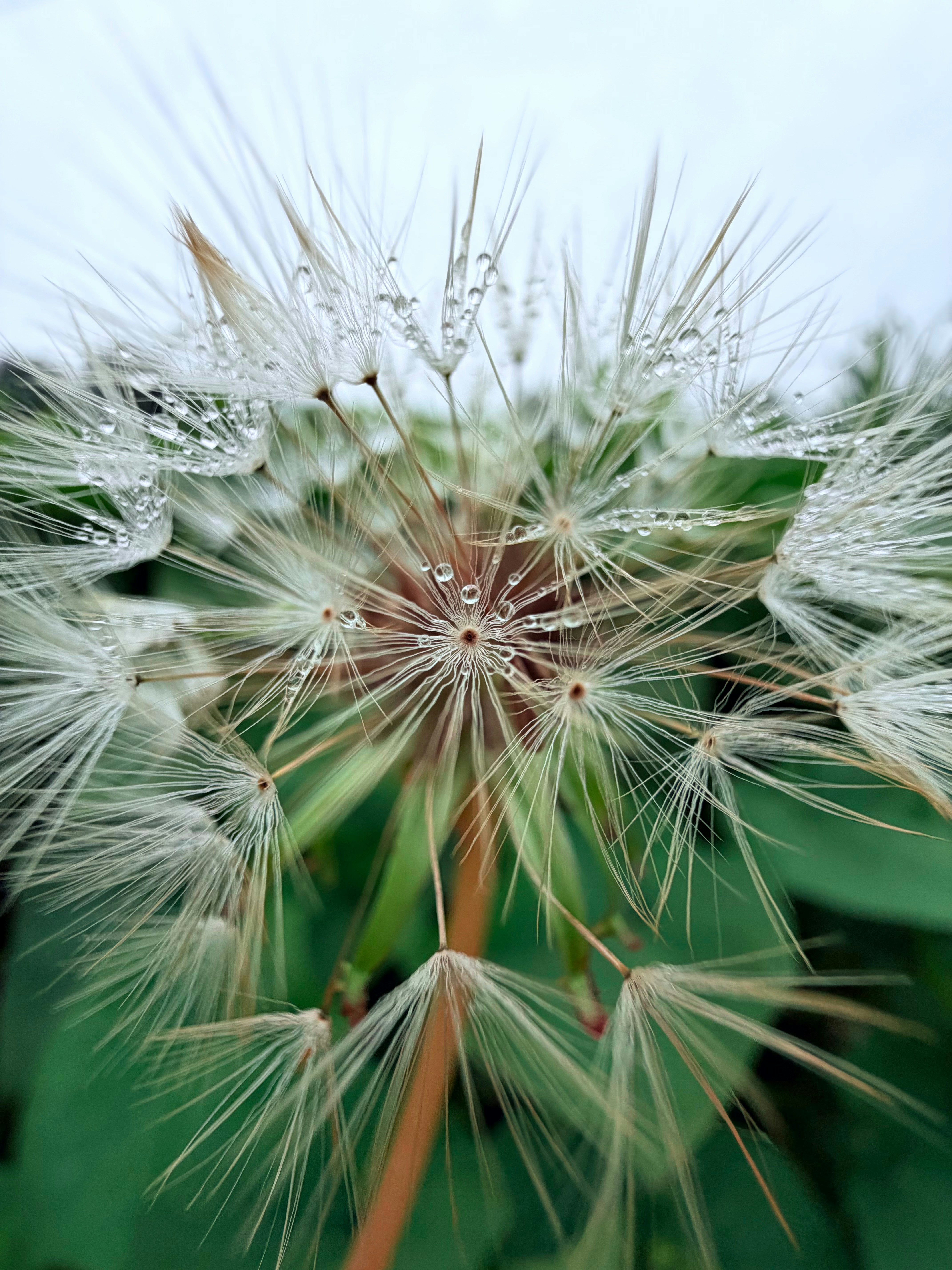 Dew-Laced Dandelion: a Micro Cosmos of Floating Seeds
