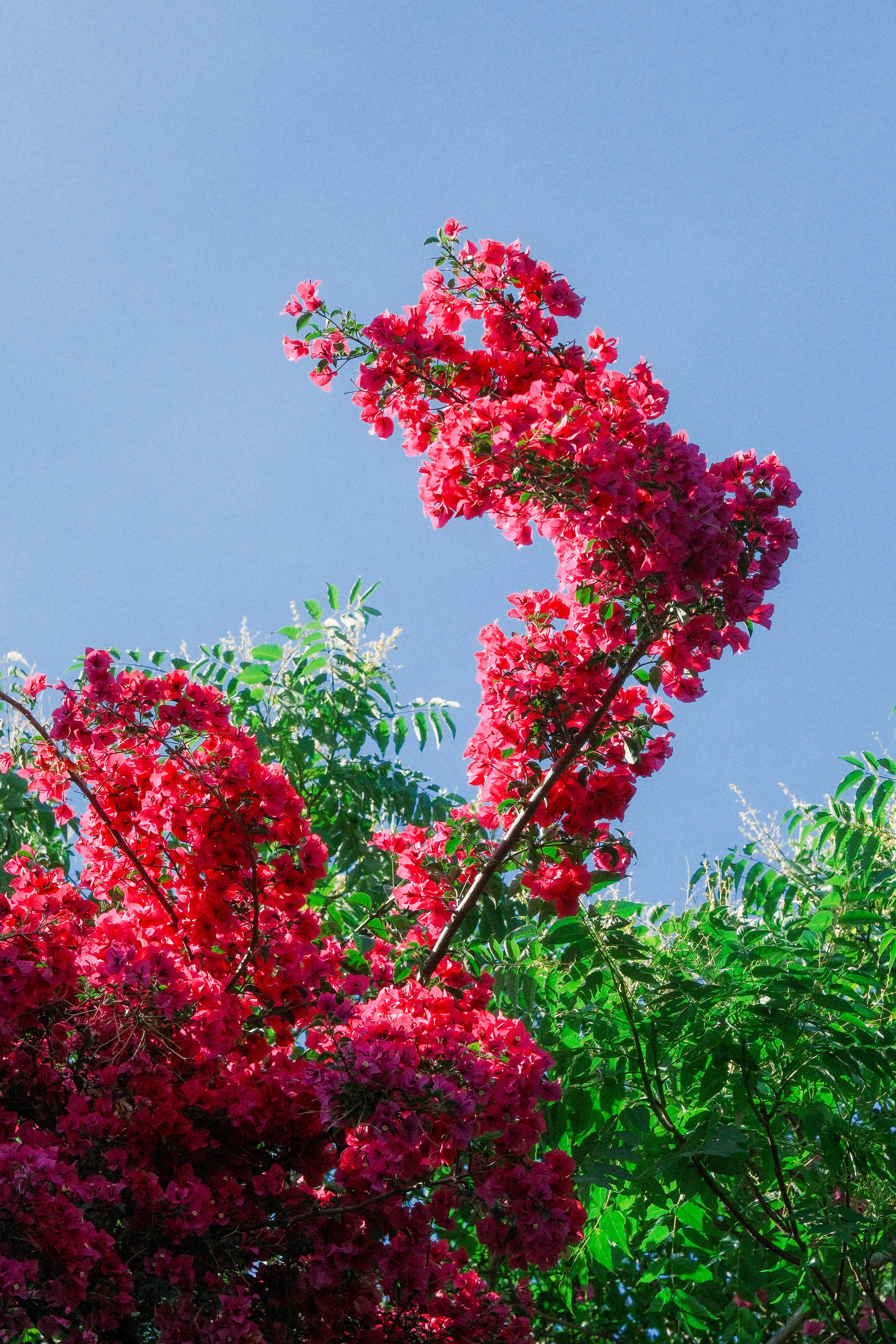 Bougainvillea Arc Against a Clear Blue Sky