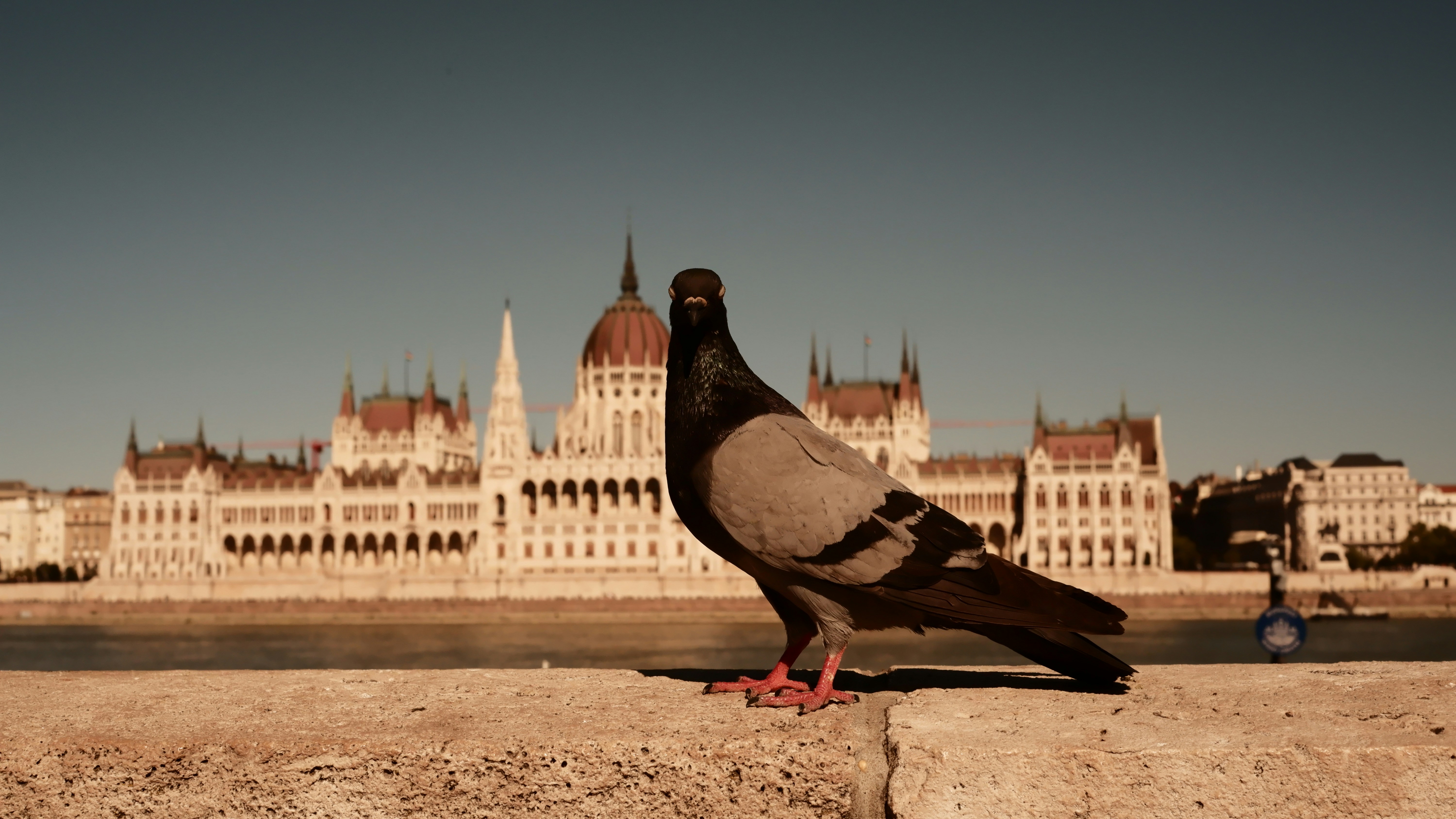 Pigeon Pontoon: A City Roost Along the Danube
