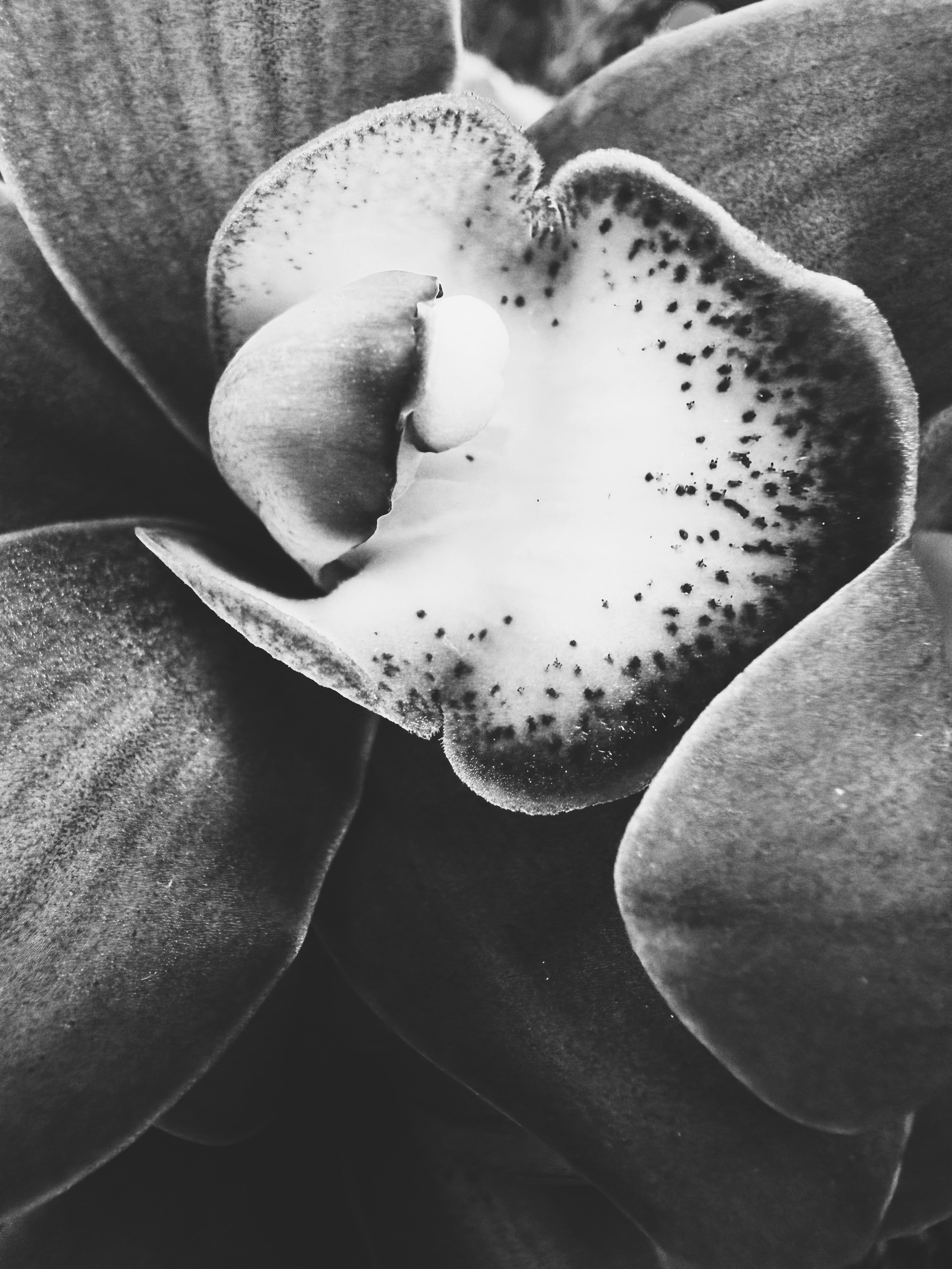 Monochrome Bloom: The Silent Spiral at the Heart of a Flower