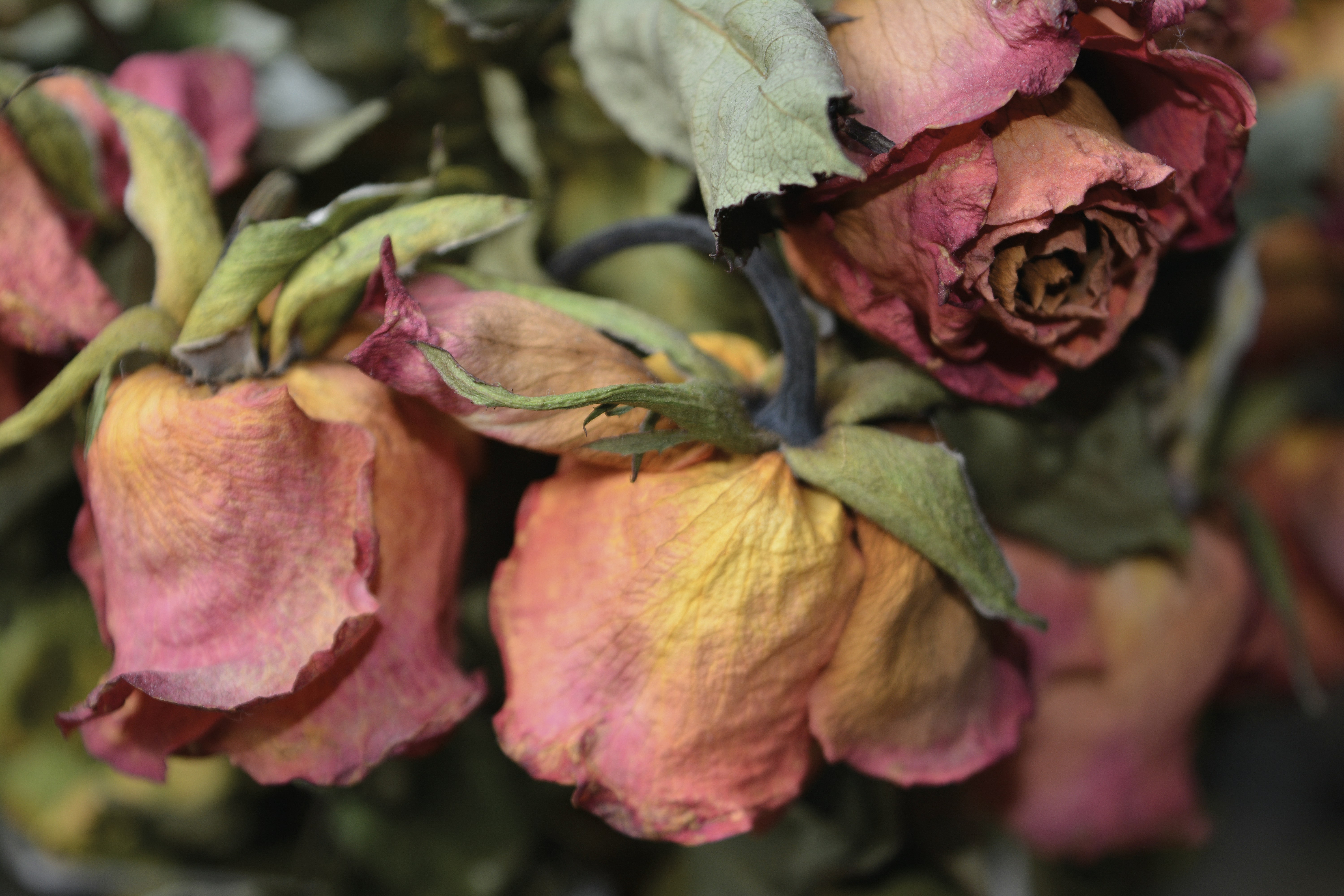 Whispered Roses in Sepia Dusk
