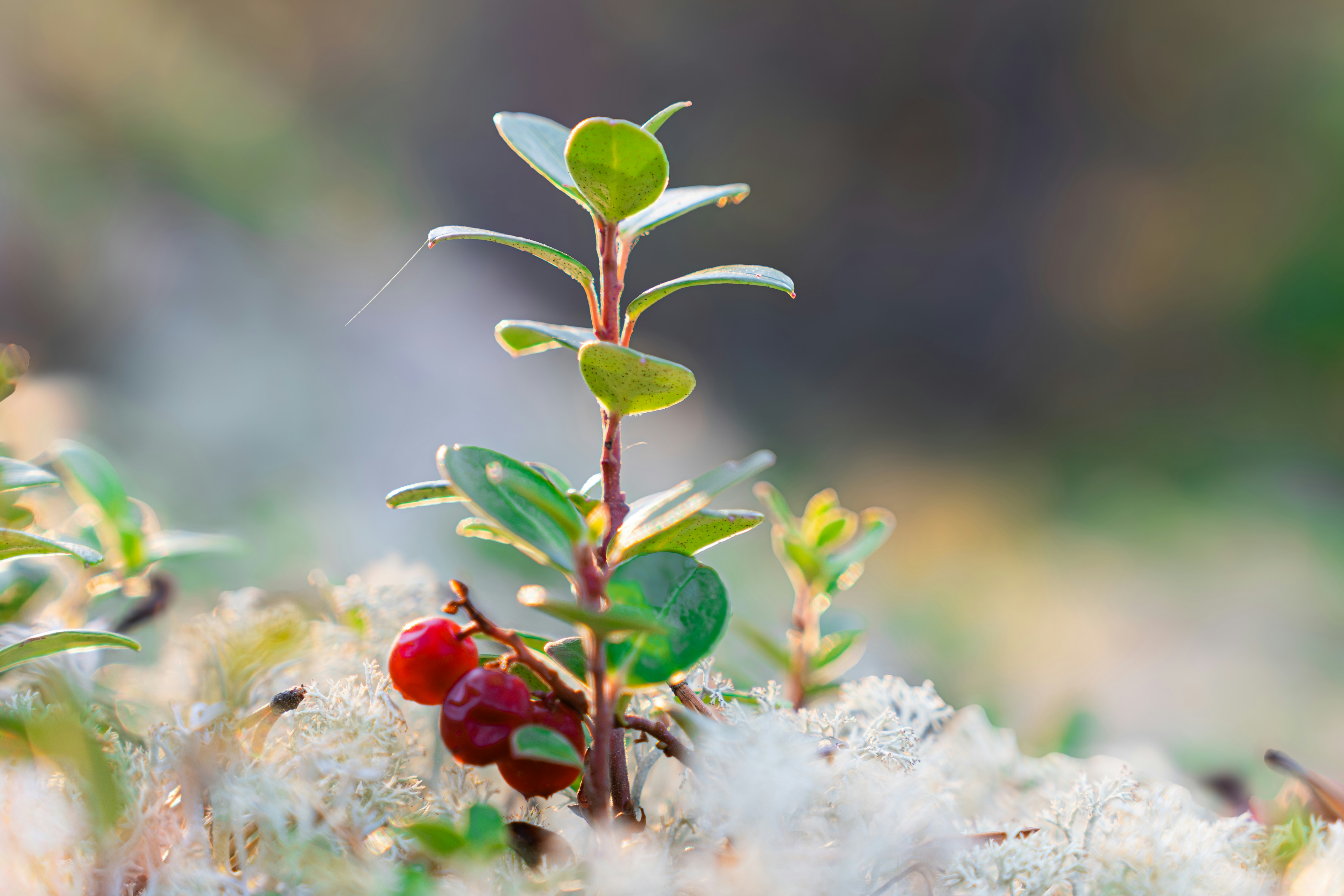 Red Berries Among Frost: A Tiny Plant's Quiet Morning