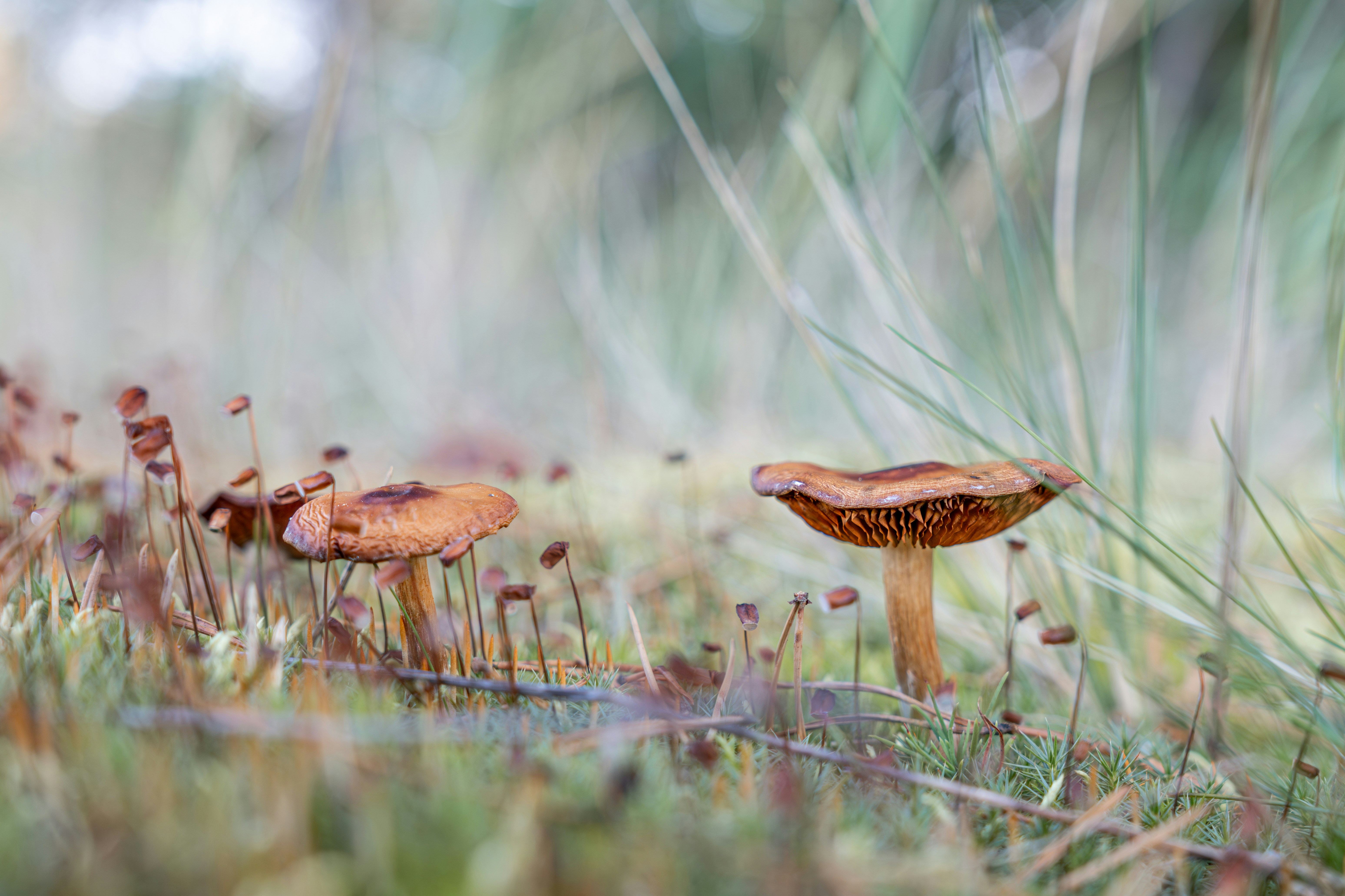 Mushroom Choir on a Dewy Forest Floor
