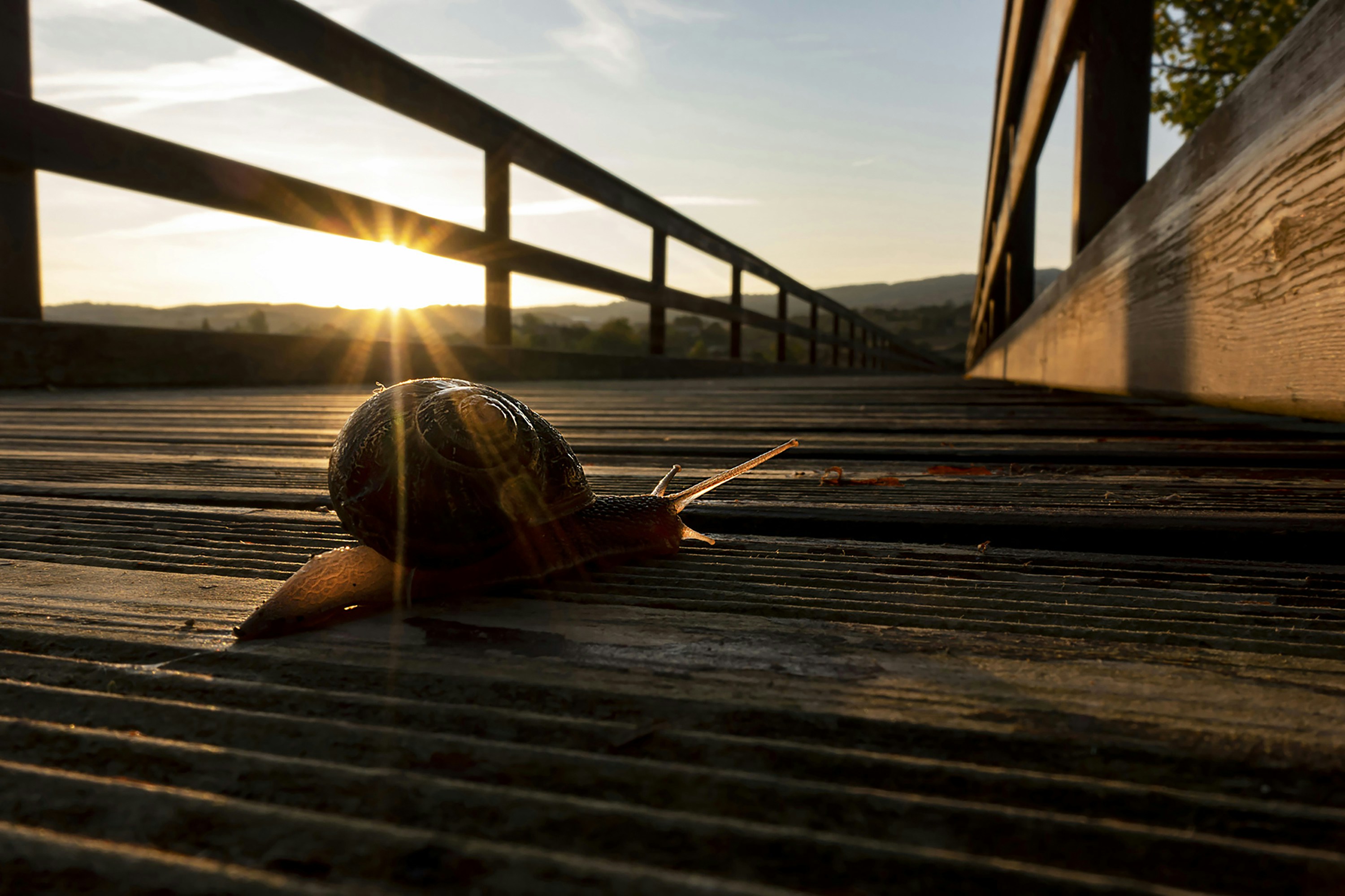 Low Sun, Slow Moment: A Snail on a Wooden Bridge at Sunset