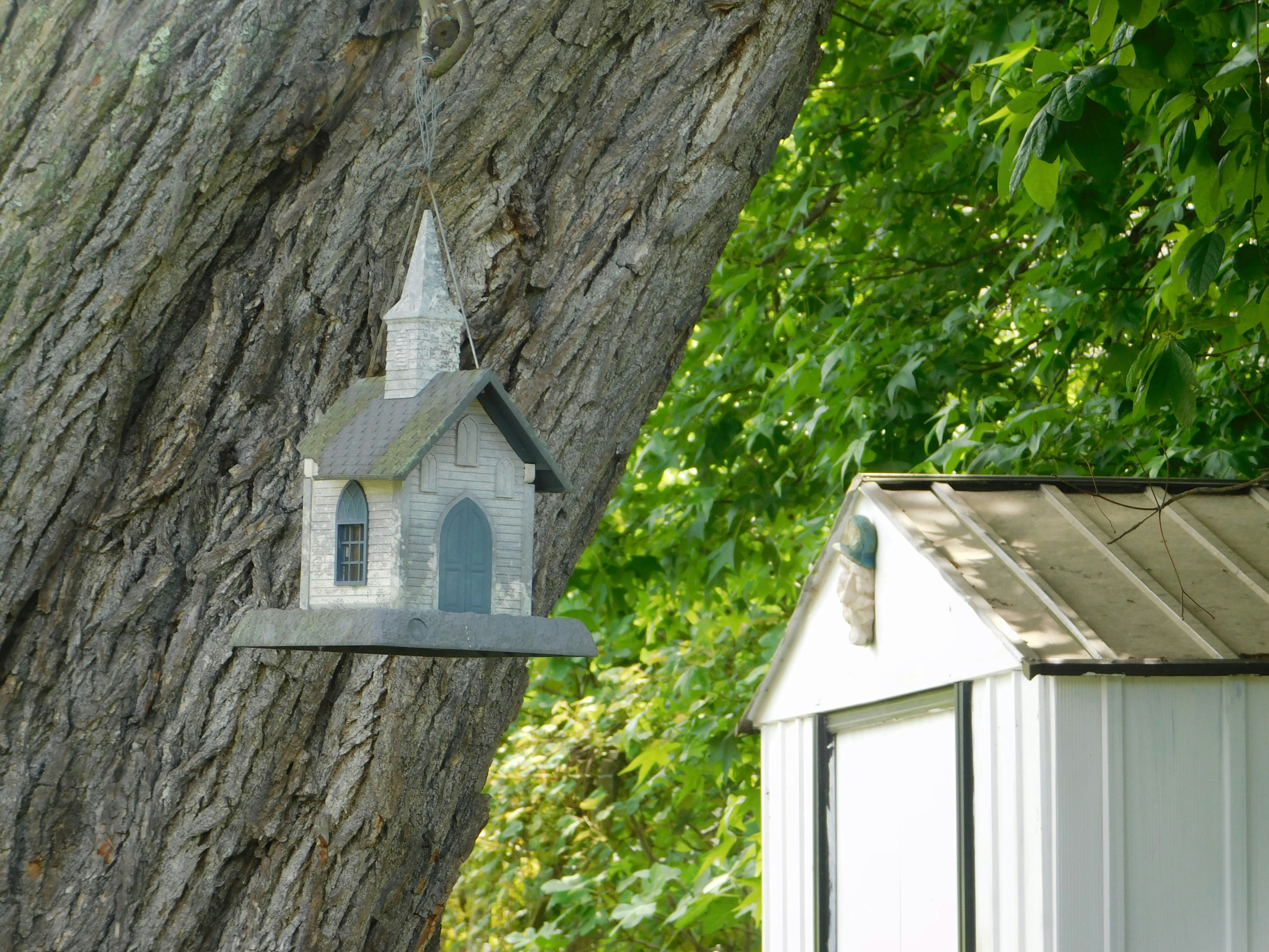 Tiny Sentinel: Birdhouse Clinging to a Tree Near a White Shed