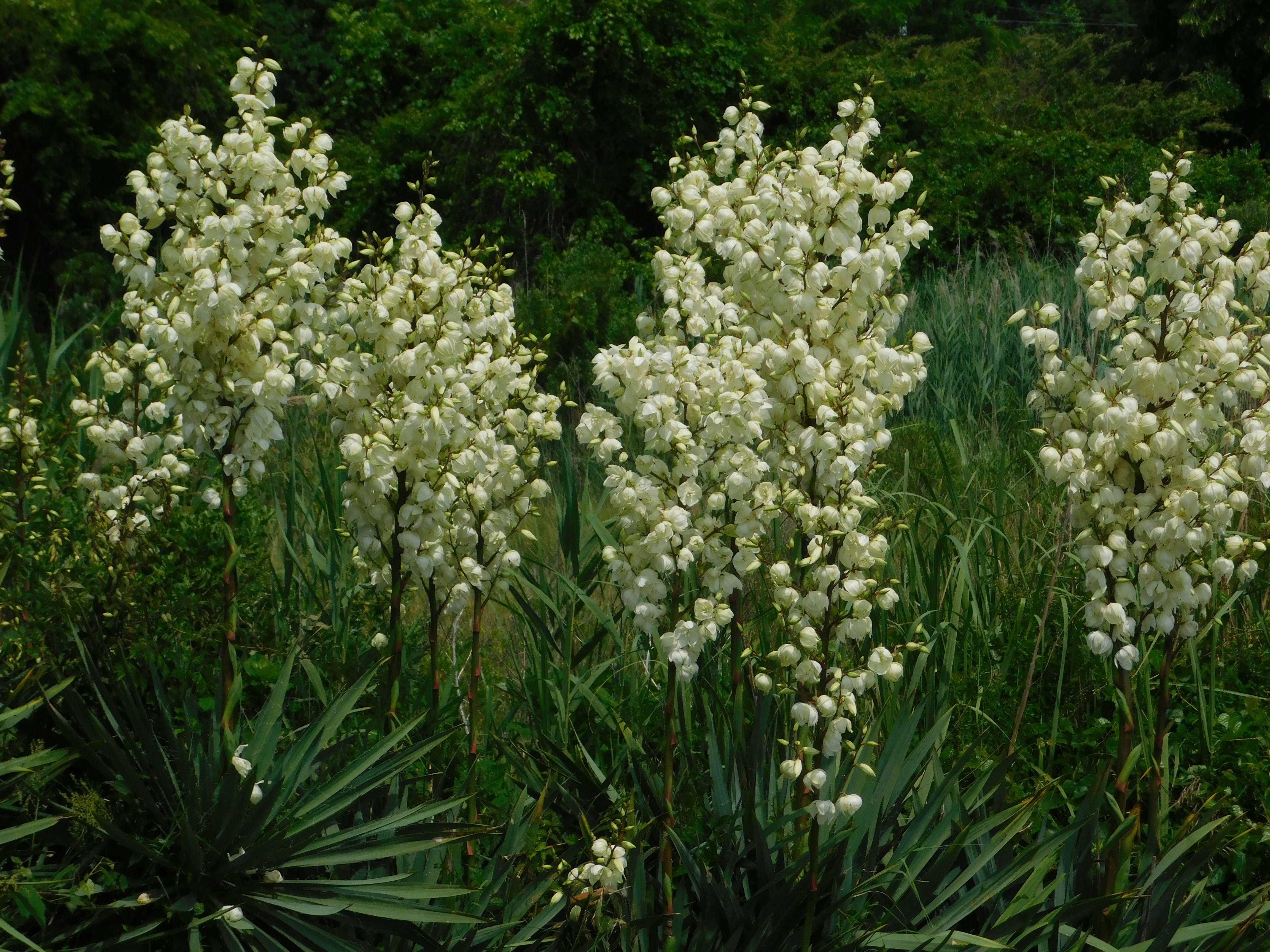 Snow-white yucca blooms rise above spiky green leaves along a wooded edge.