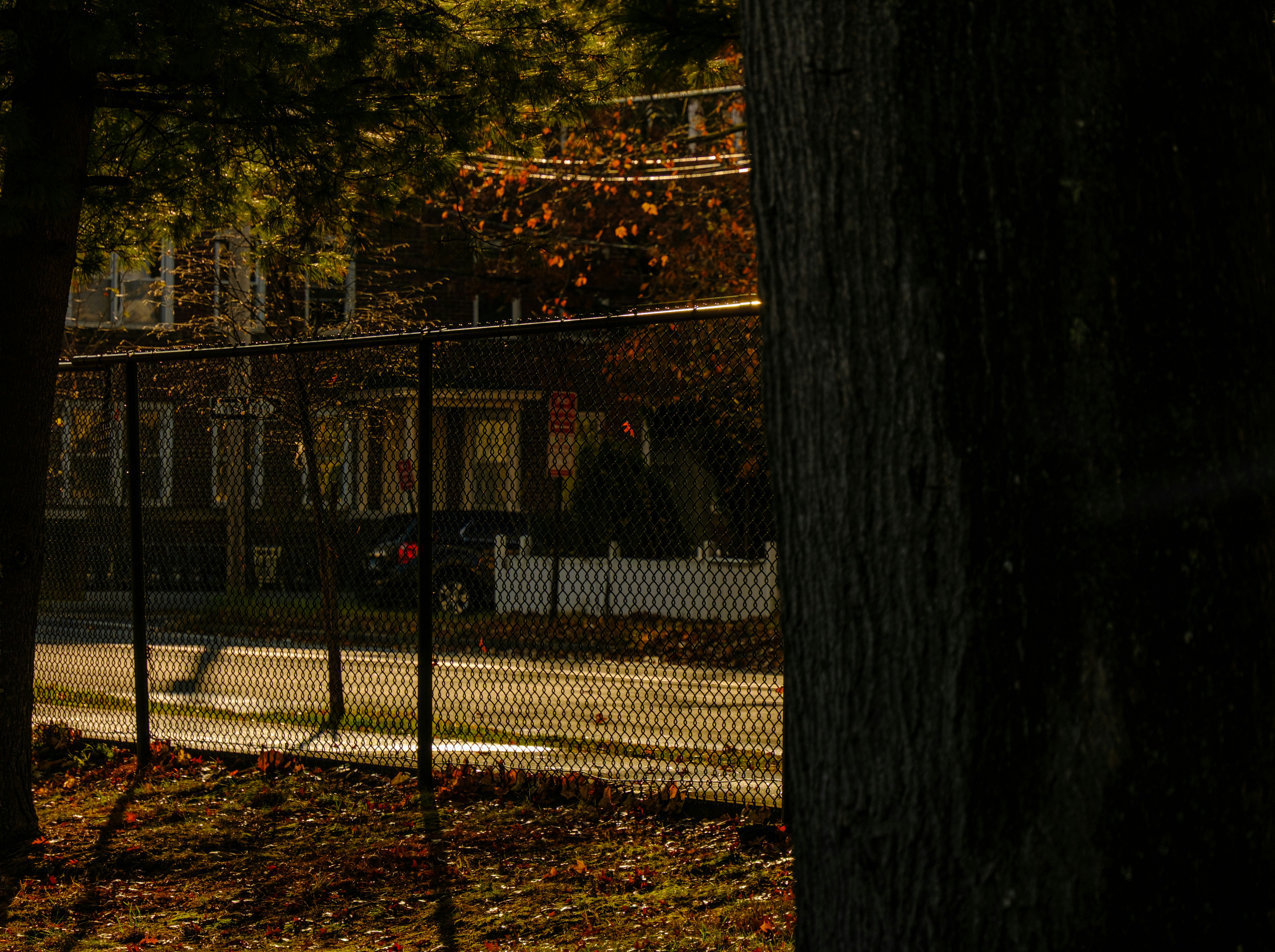 Boundary of Light: Fence Lines and a Park Tree