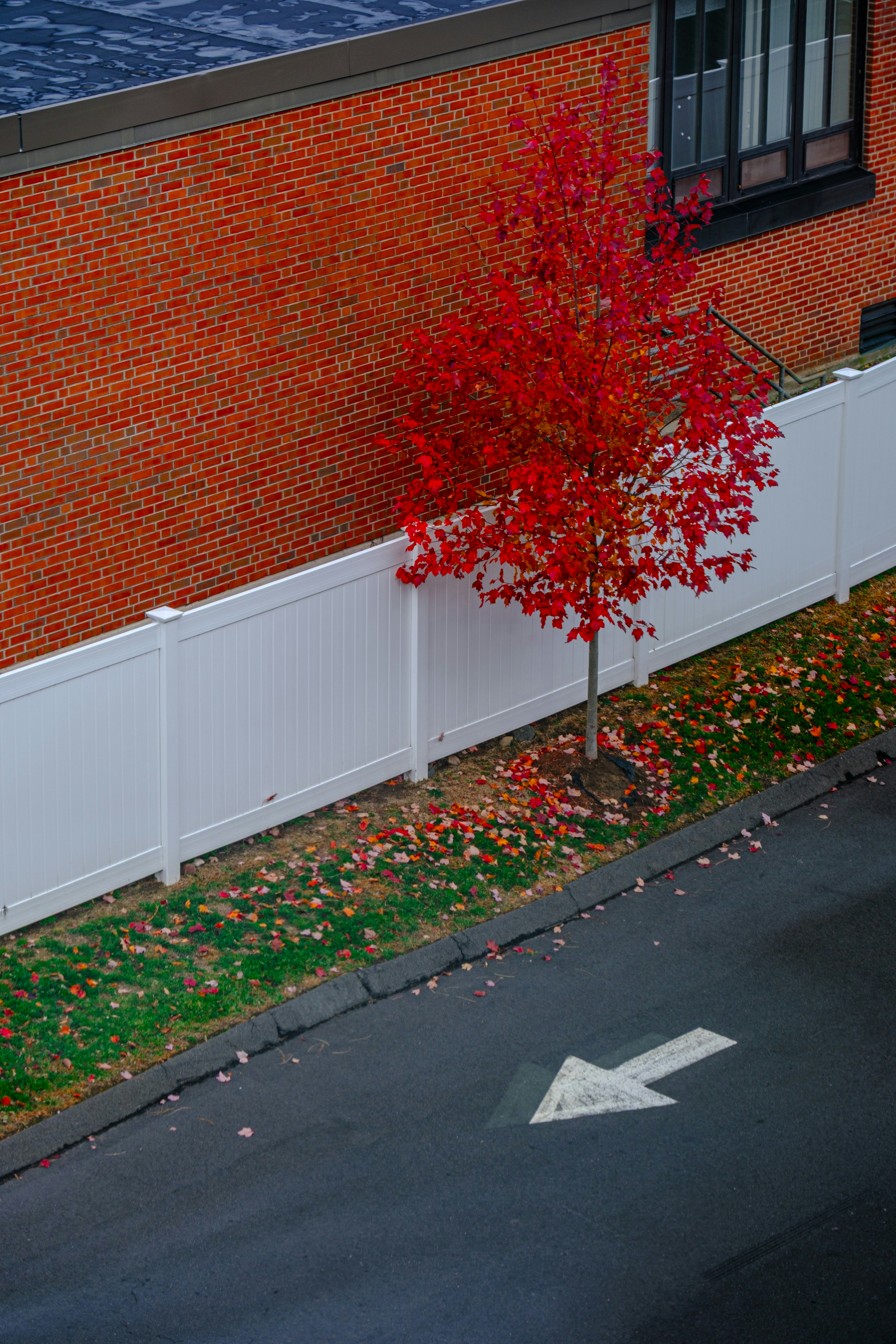 Autumn Red by the White Fence