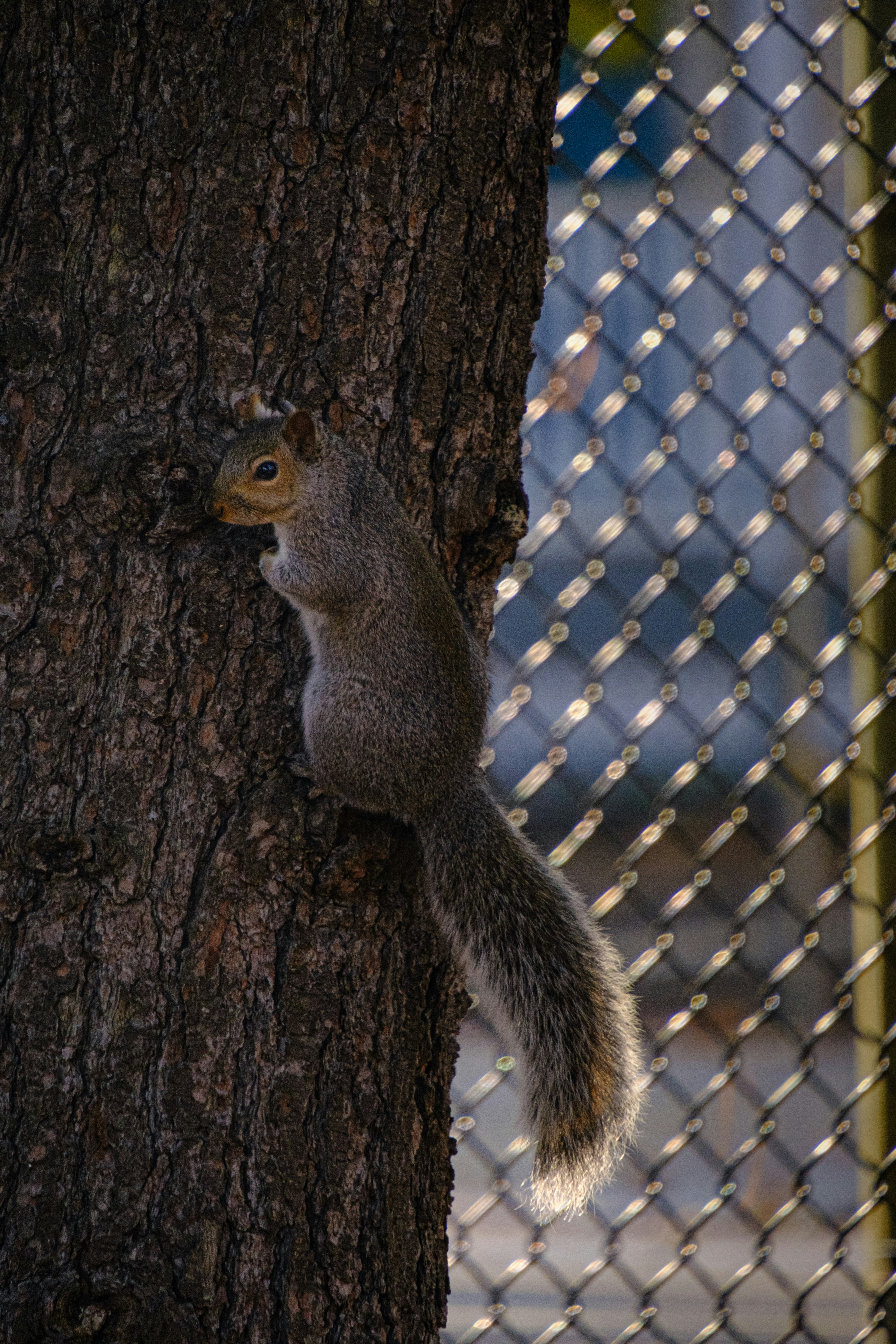 Pause on Bark: A Squirrel’s Quiet Scout by the Fence