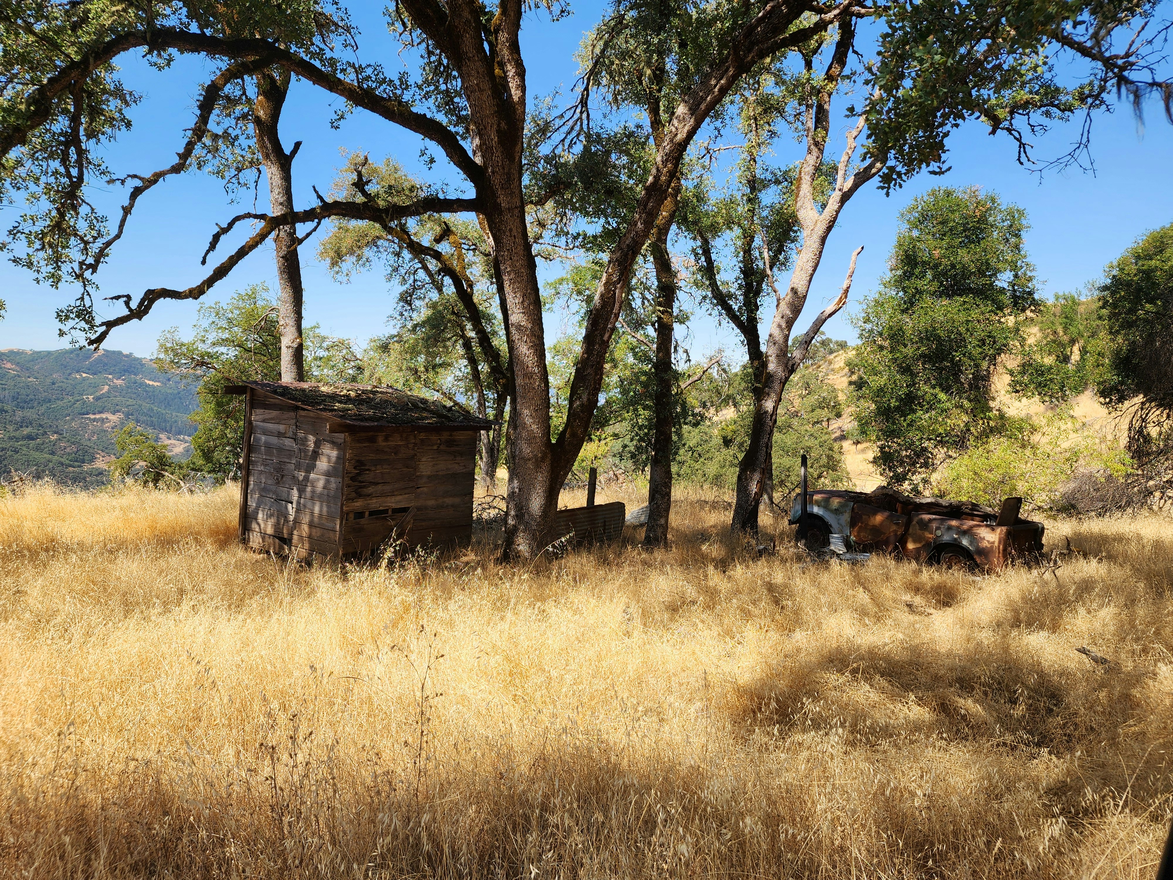 Shade, Shed, and the Golden Field