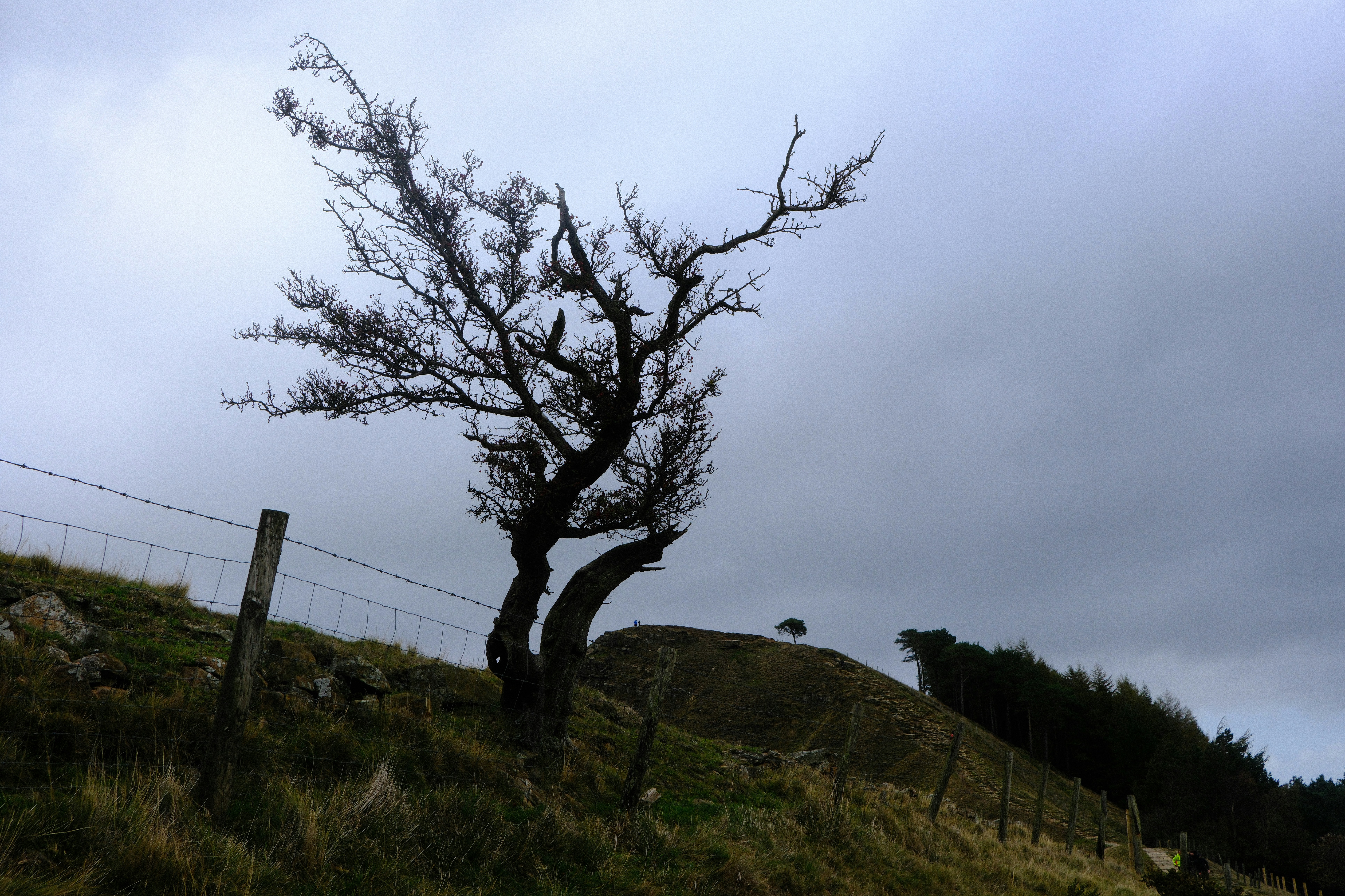 The Windward Sentinel: A Gnarled Tree on a Wind-Swept Hillside