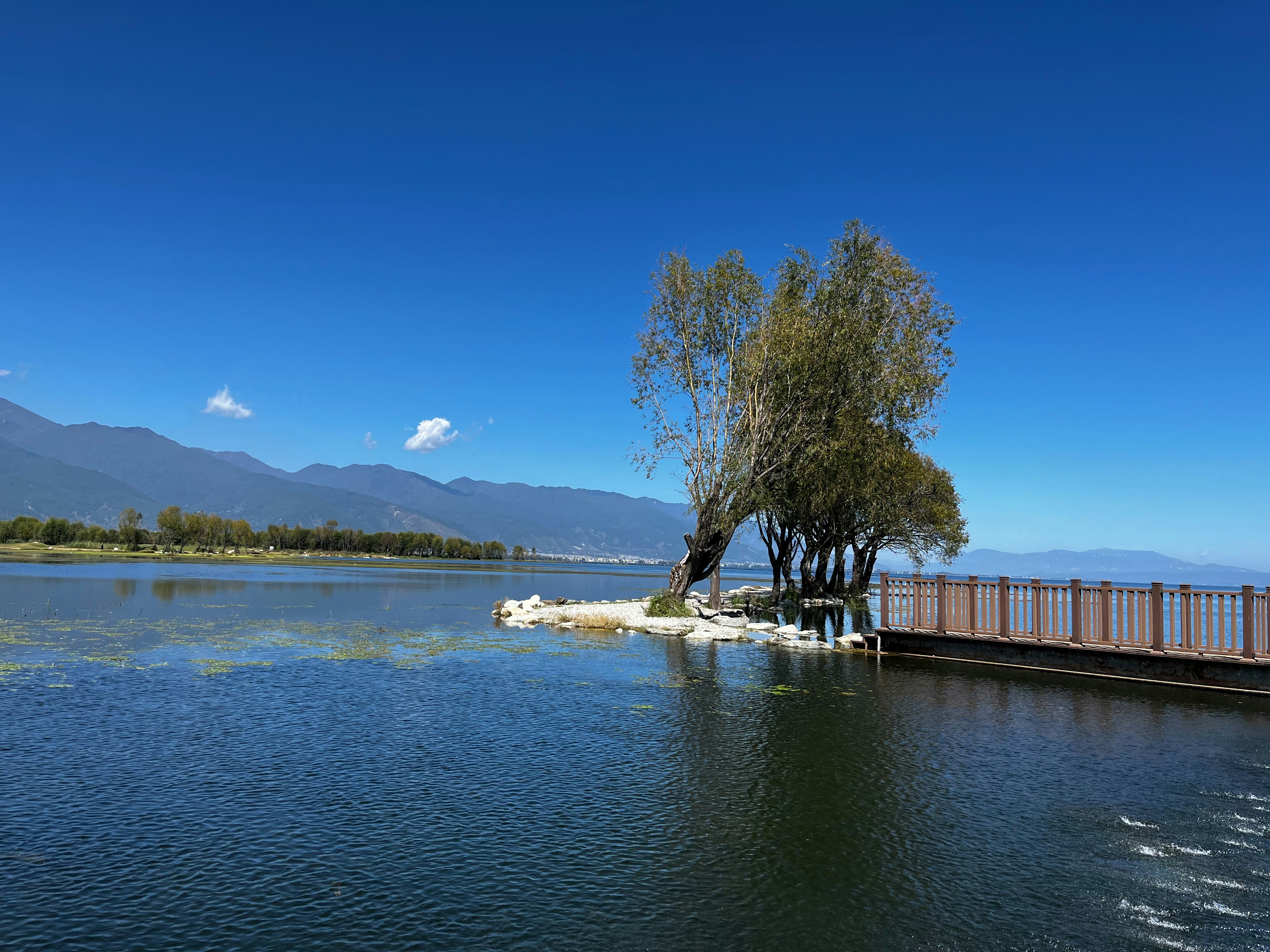 Island Trees at the Lake's Edge: A Pier Reaches Toward the Horizon