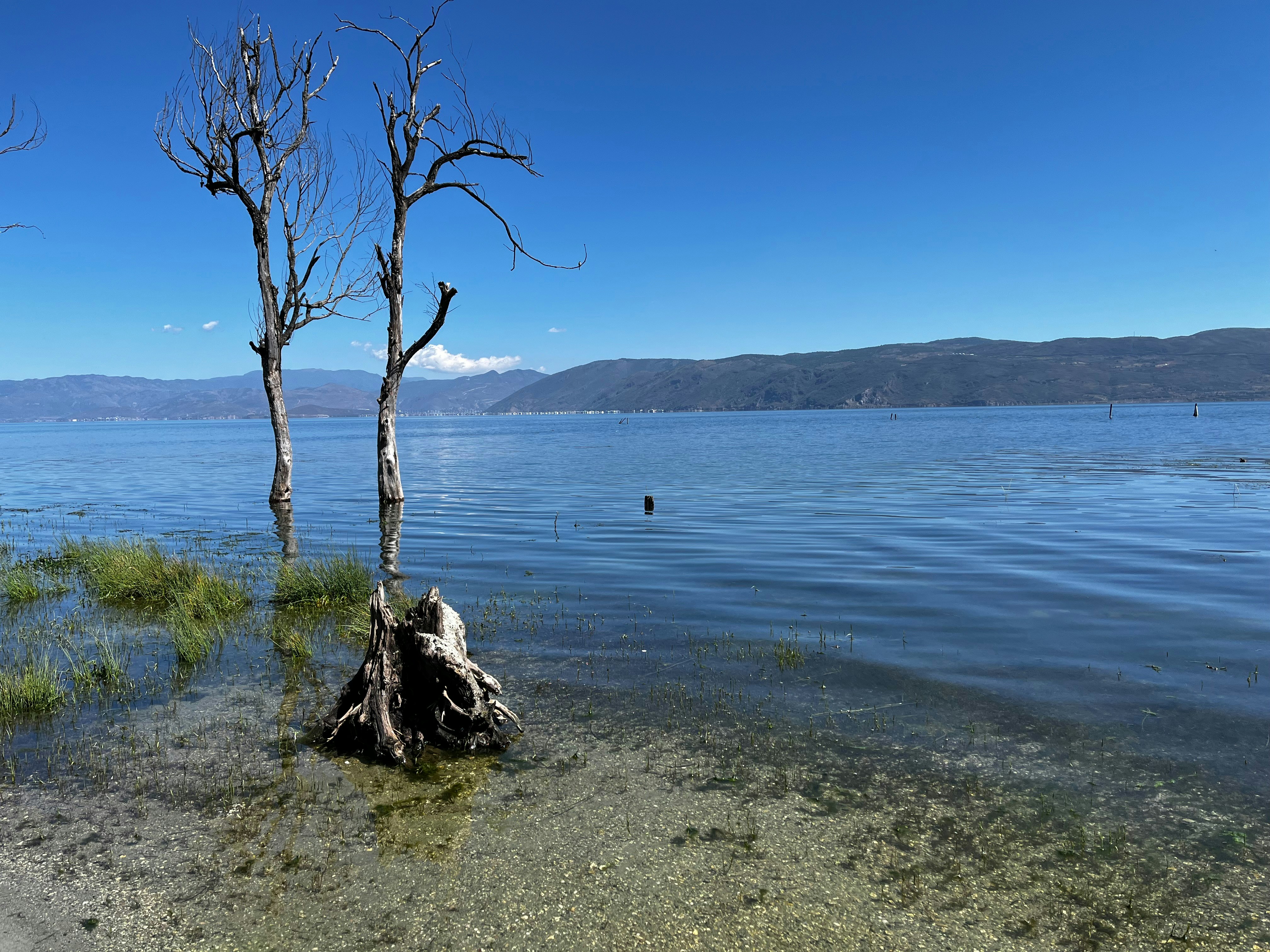 Two Silent Trees Guard the Edge of a Glassy Lake
