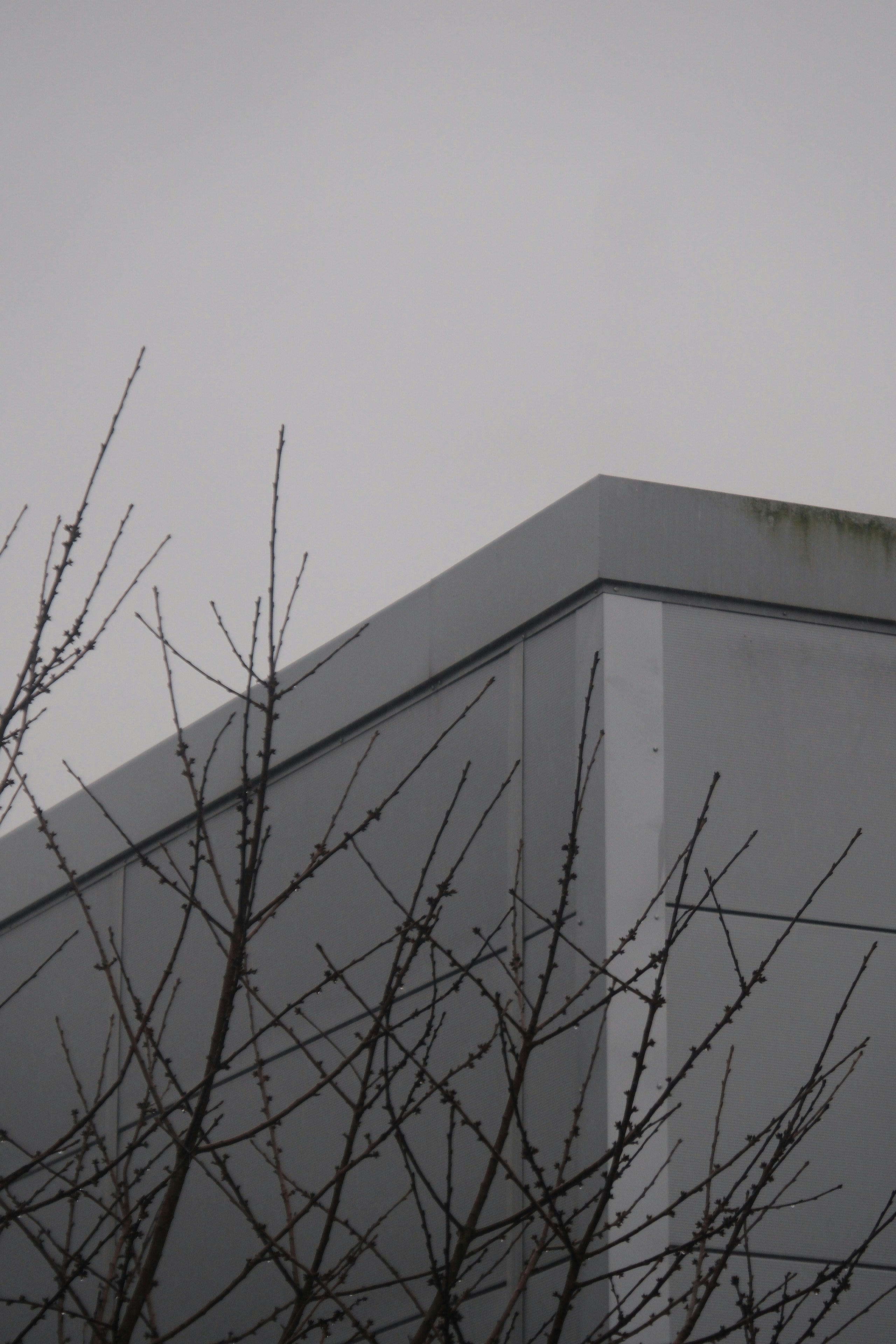 Bare tree branches in front of a modern building corner. photo – Free ...