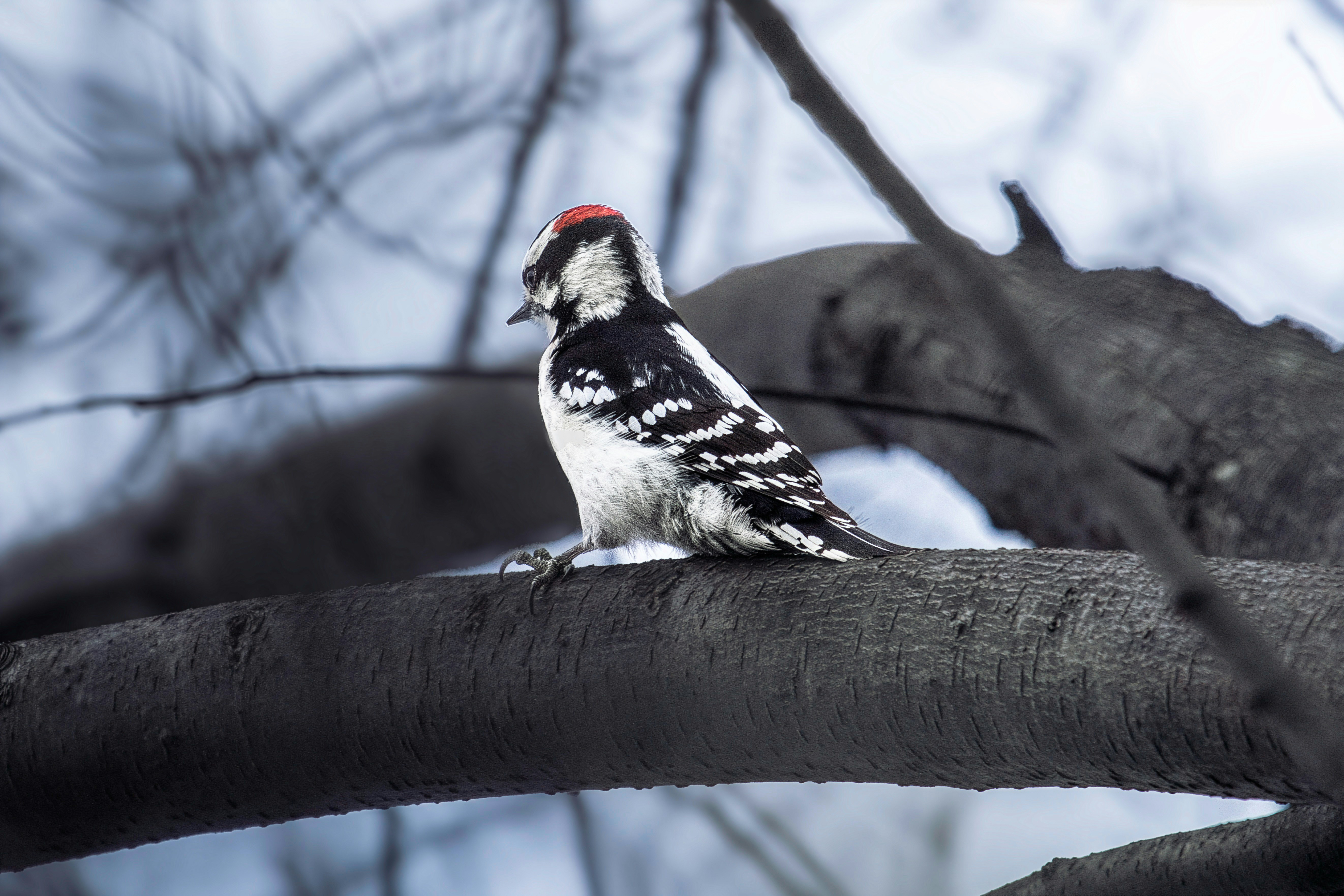 Red-capped Woodpecker perches on a sunlit branch