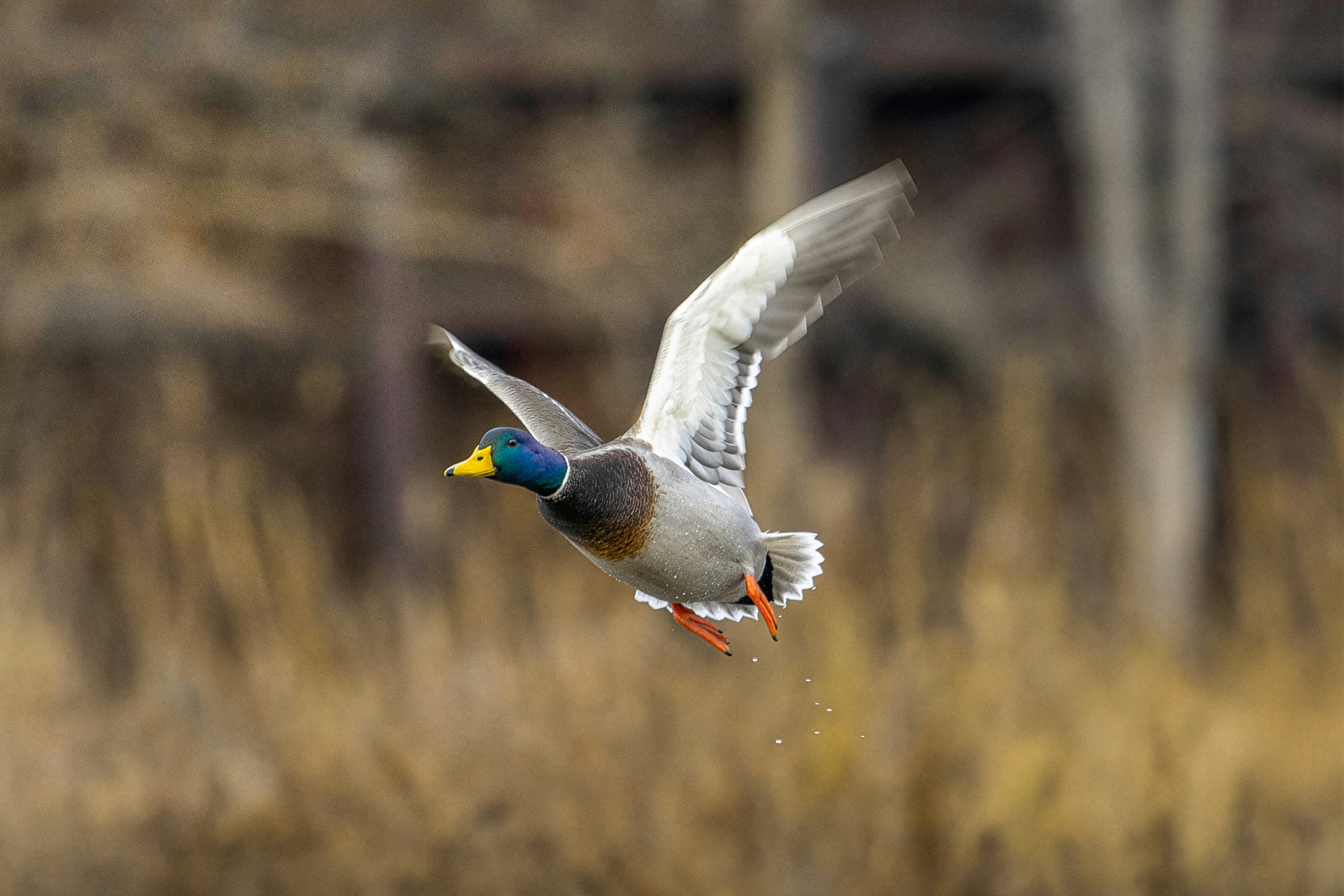 Wings in Focus: A Mallard in Mid-Flight