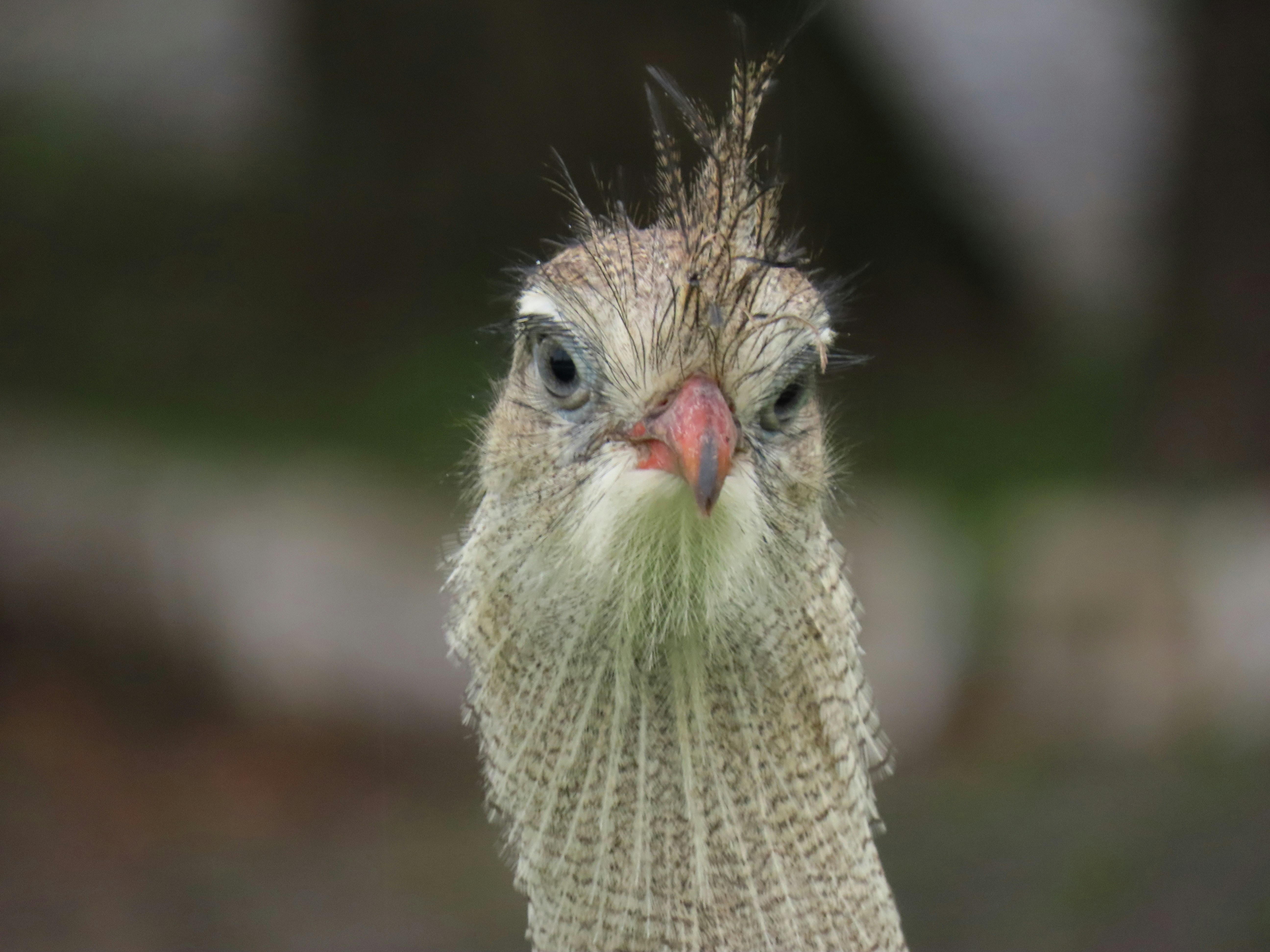 Seriema/Red-legged Seriema (Cariama cristata)