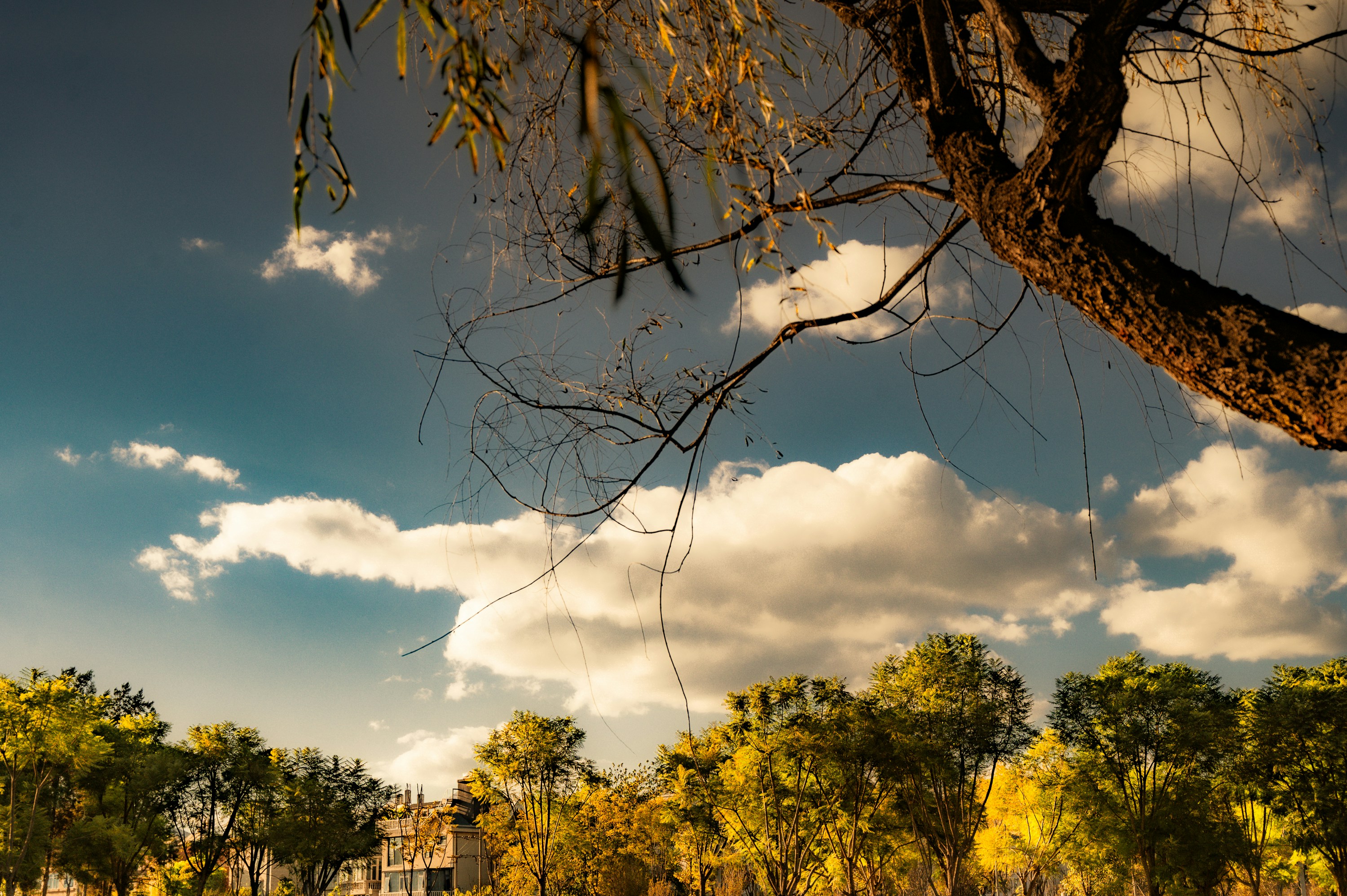 Arching Branches Against a Clear Autumn Sky