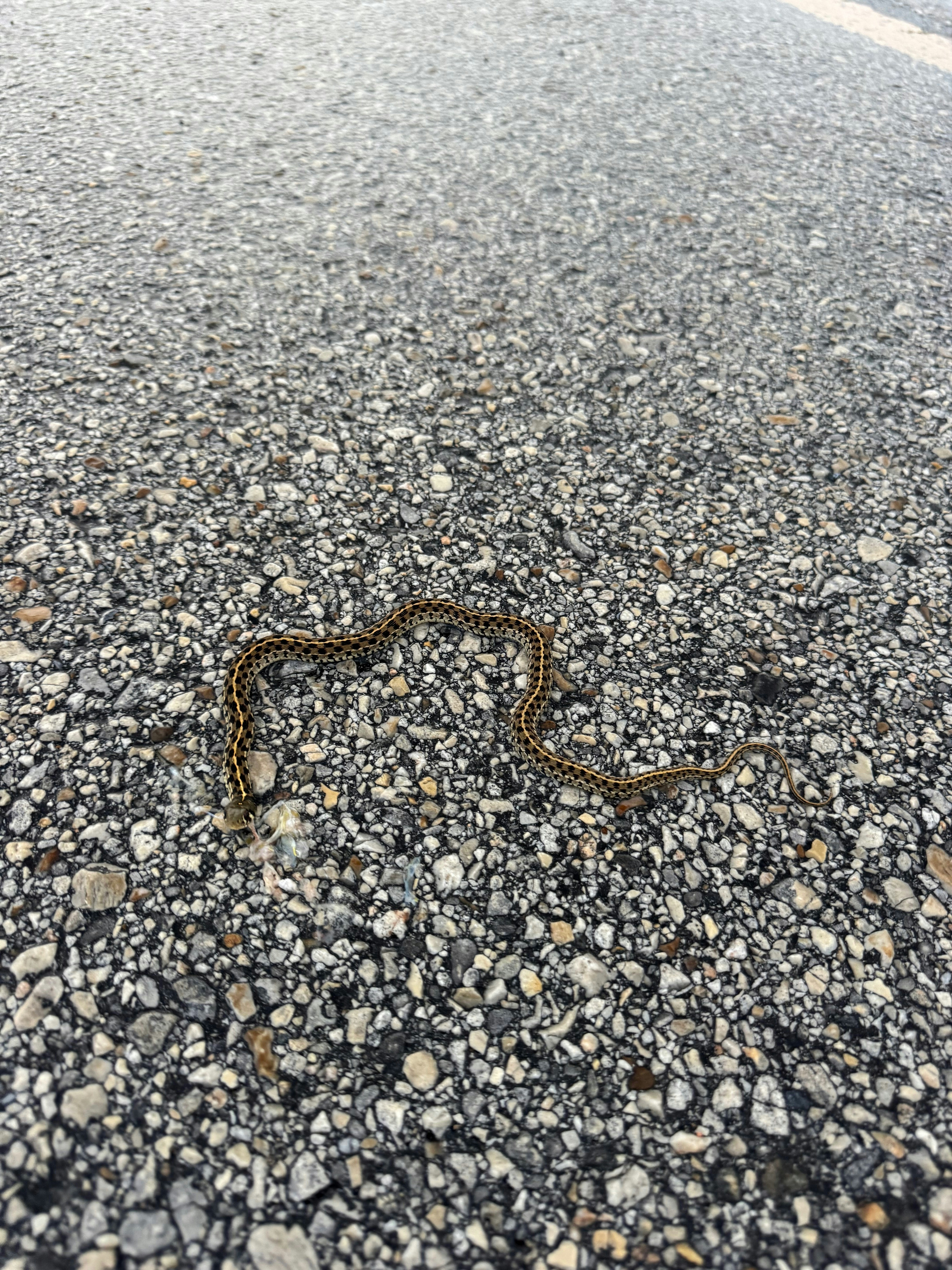 Stripe on the Street: a Brown Snake Crossing a Gravel Road