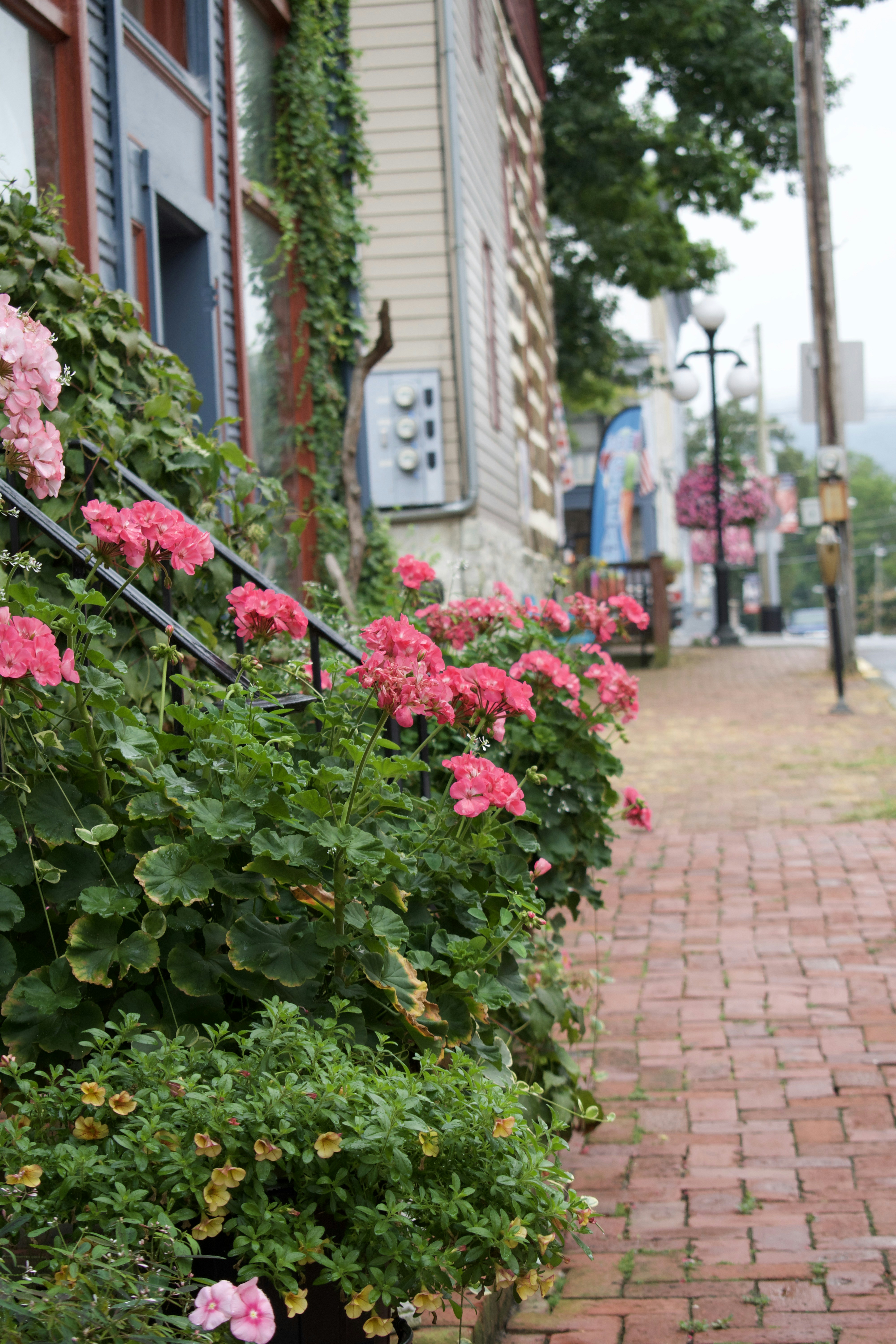 Pink Geraniums Framing a Quiet Brick Lane