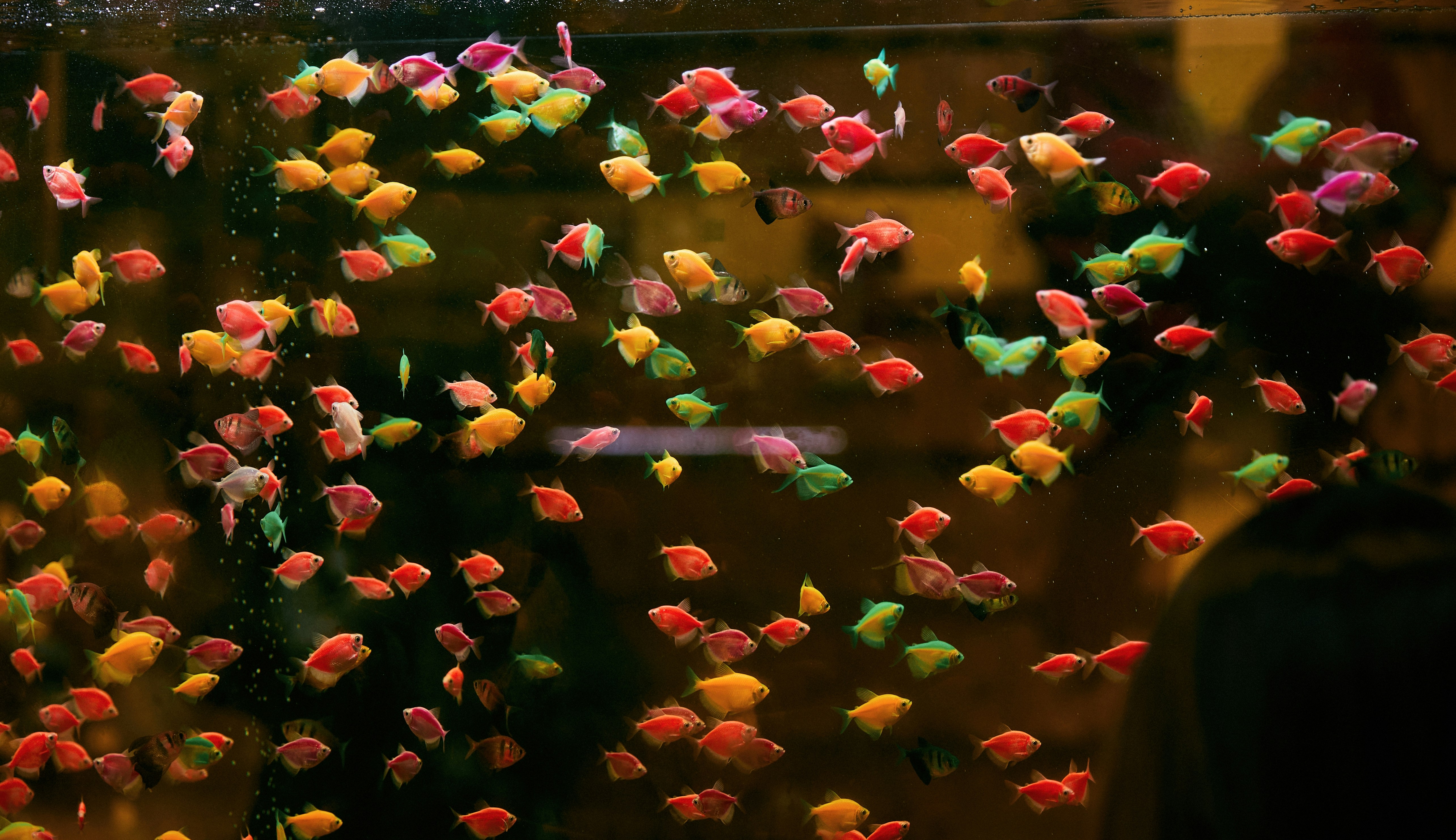 Coffee Shop Christmas