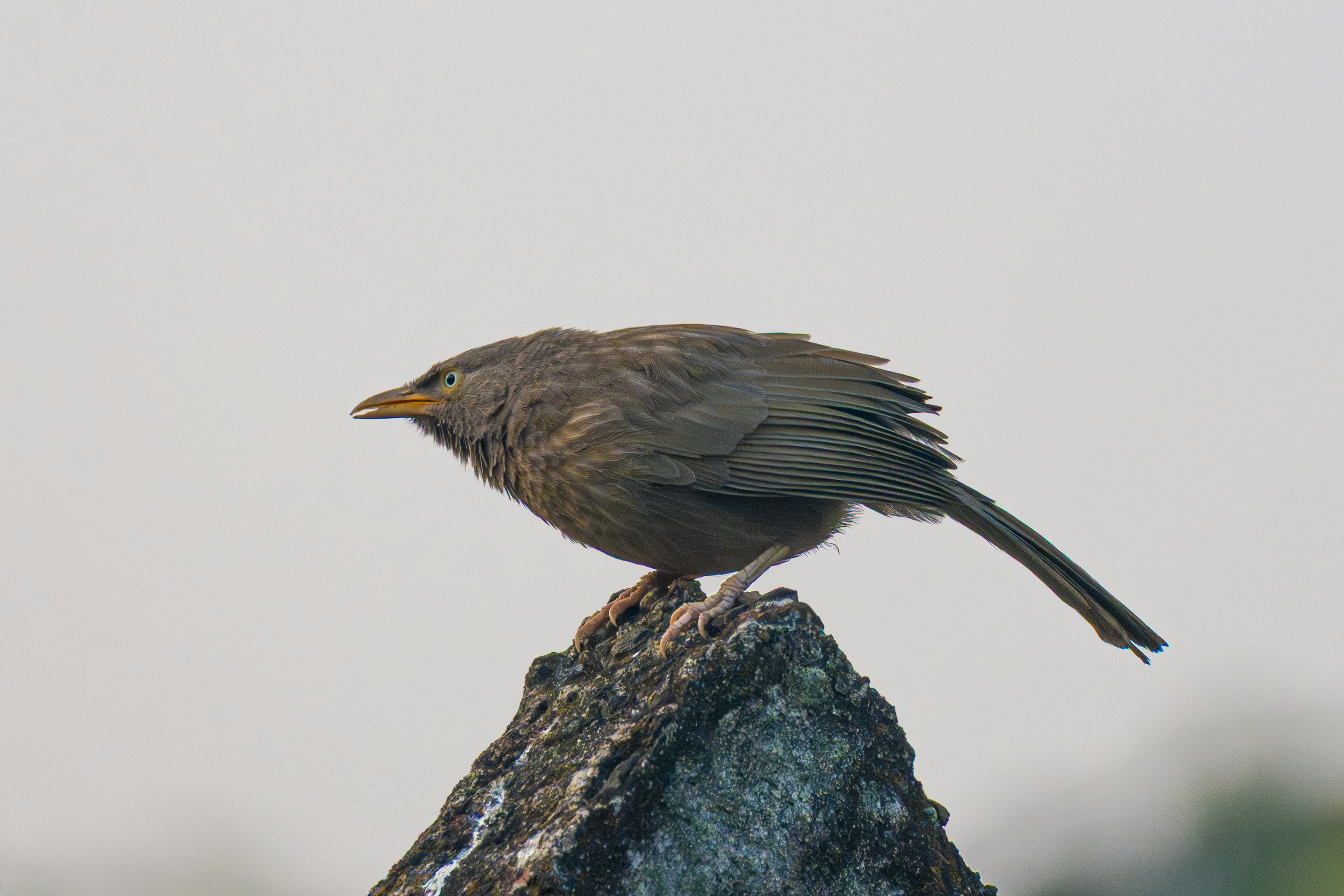 Perched on a Weathered Peak: A Hard-Feathered Watcher