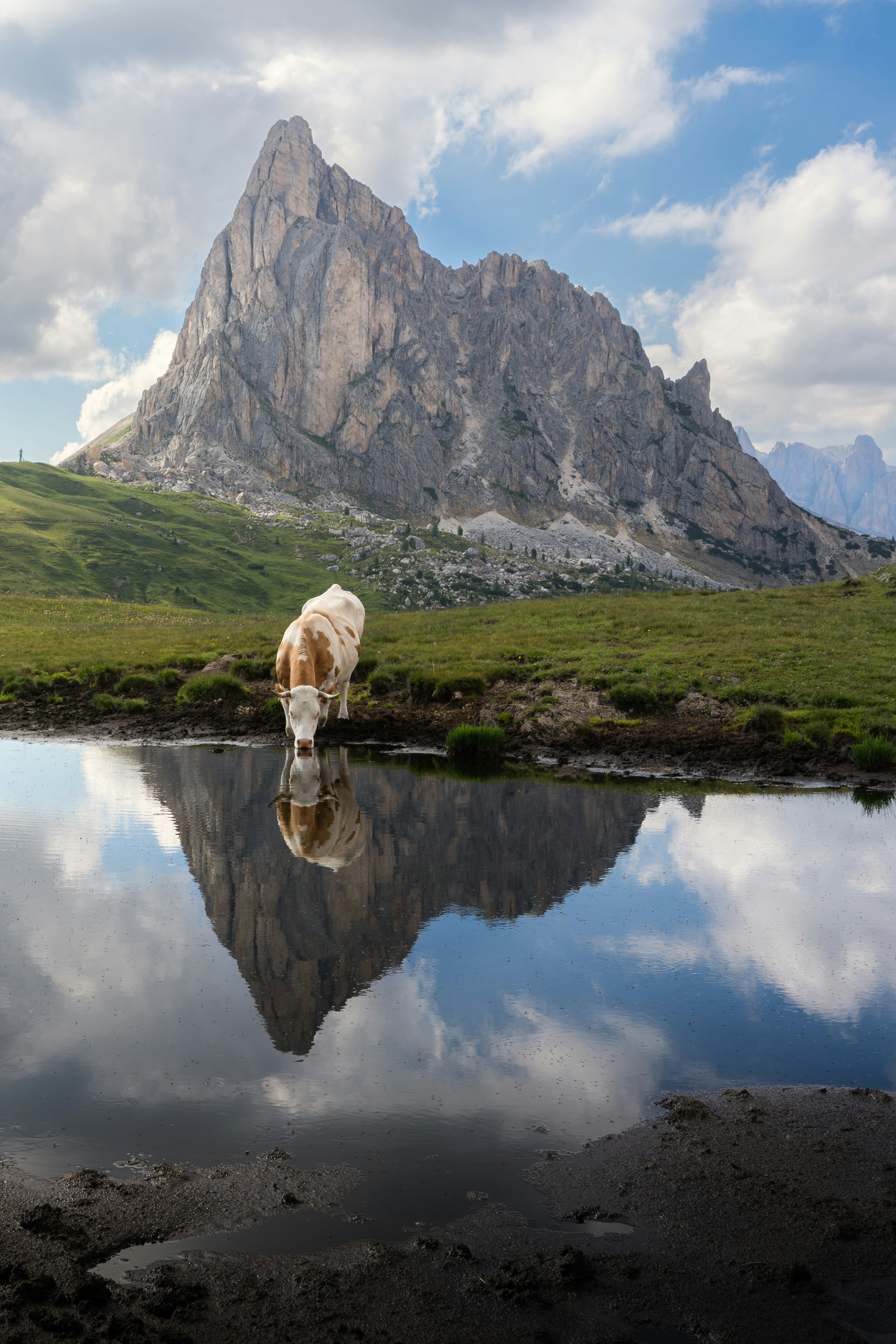 Still Waters, Sturdy Grace: A Highland Cow at the Mountain's Mirror