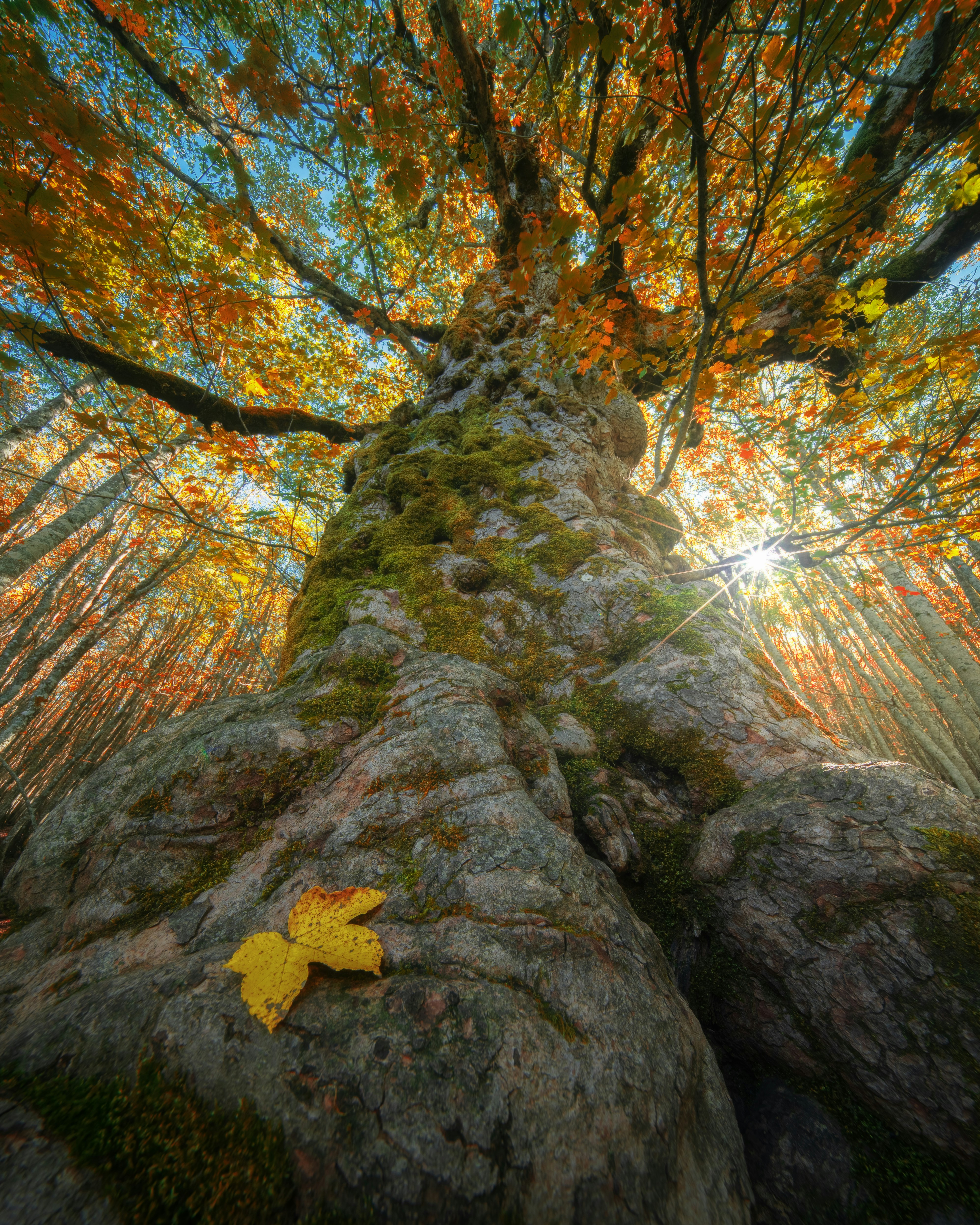 Ancient tree trunk with autumn leaves and sunbeams photo – Free Autumn ...