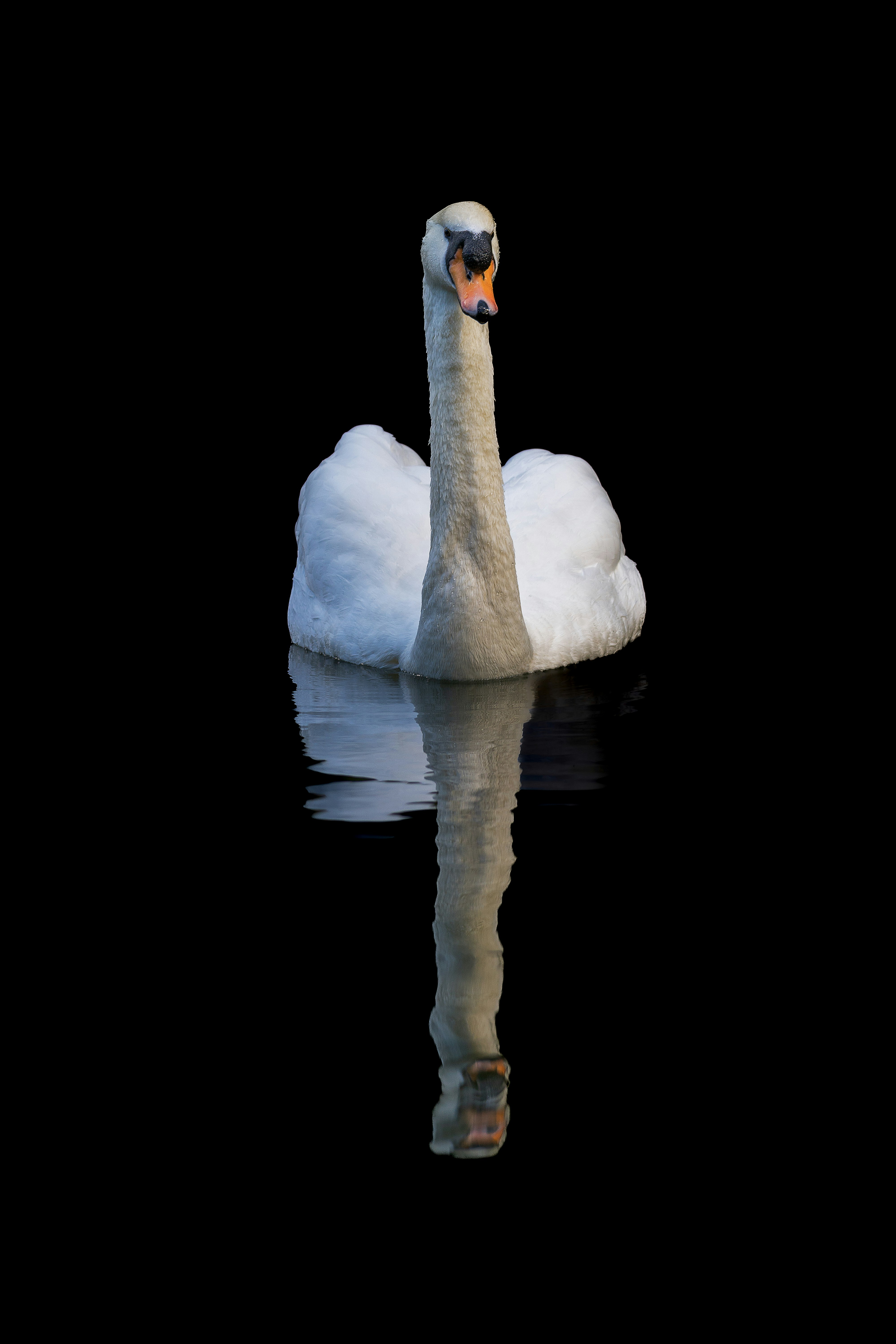 Swan in Obsidian Waters: a solitary white silhouette and its reflection