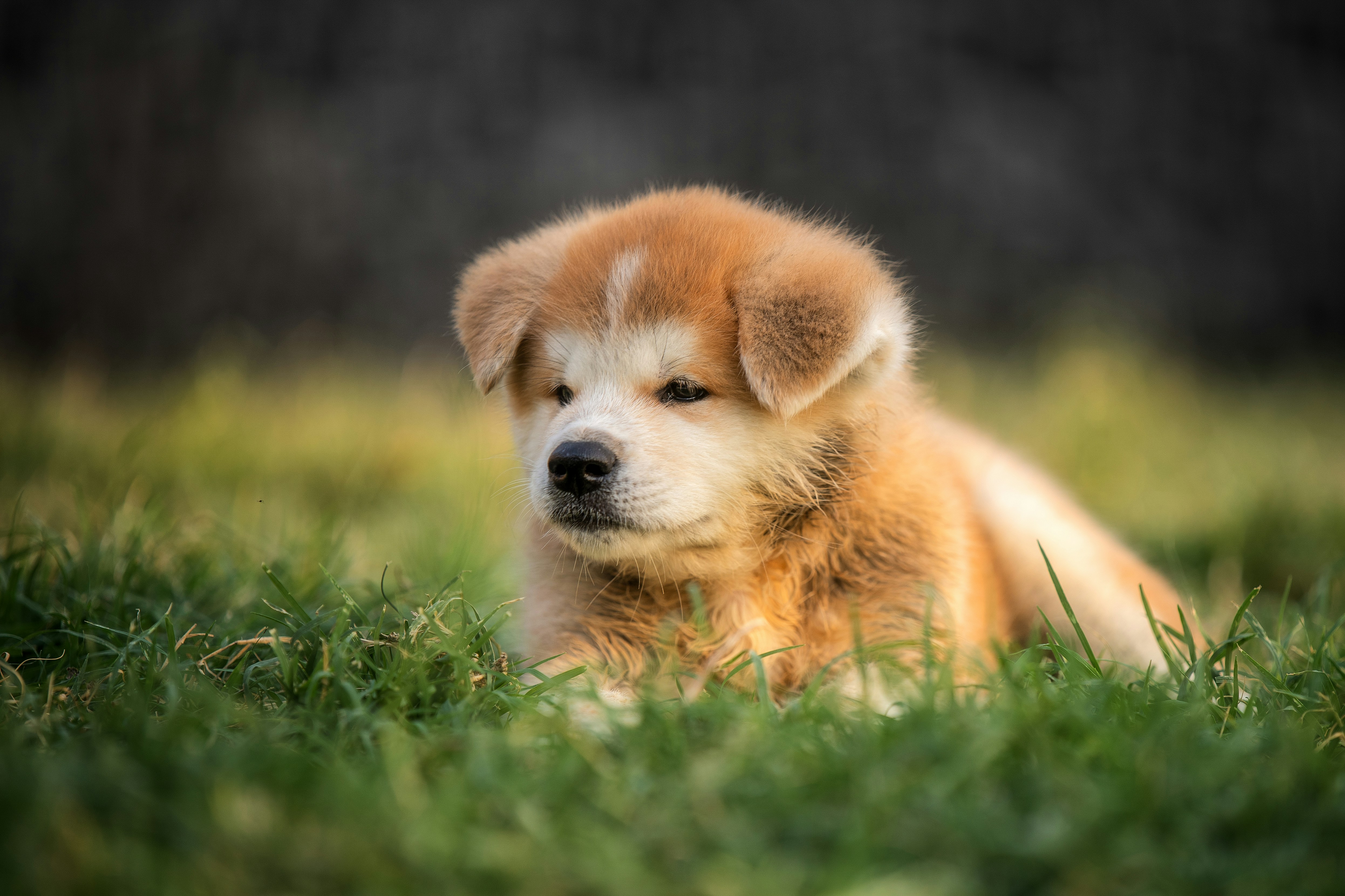 Akita dog