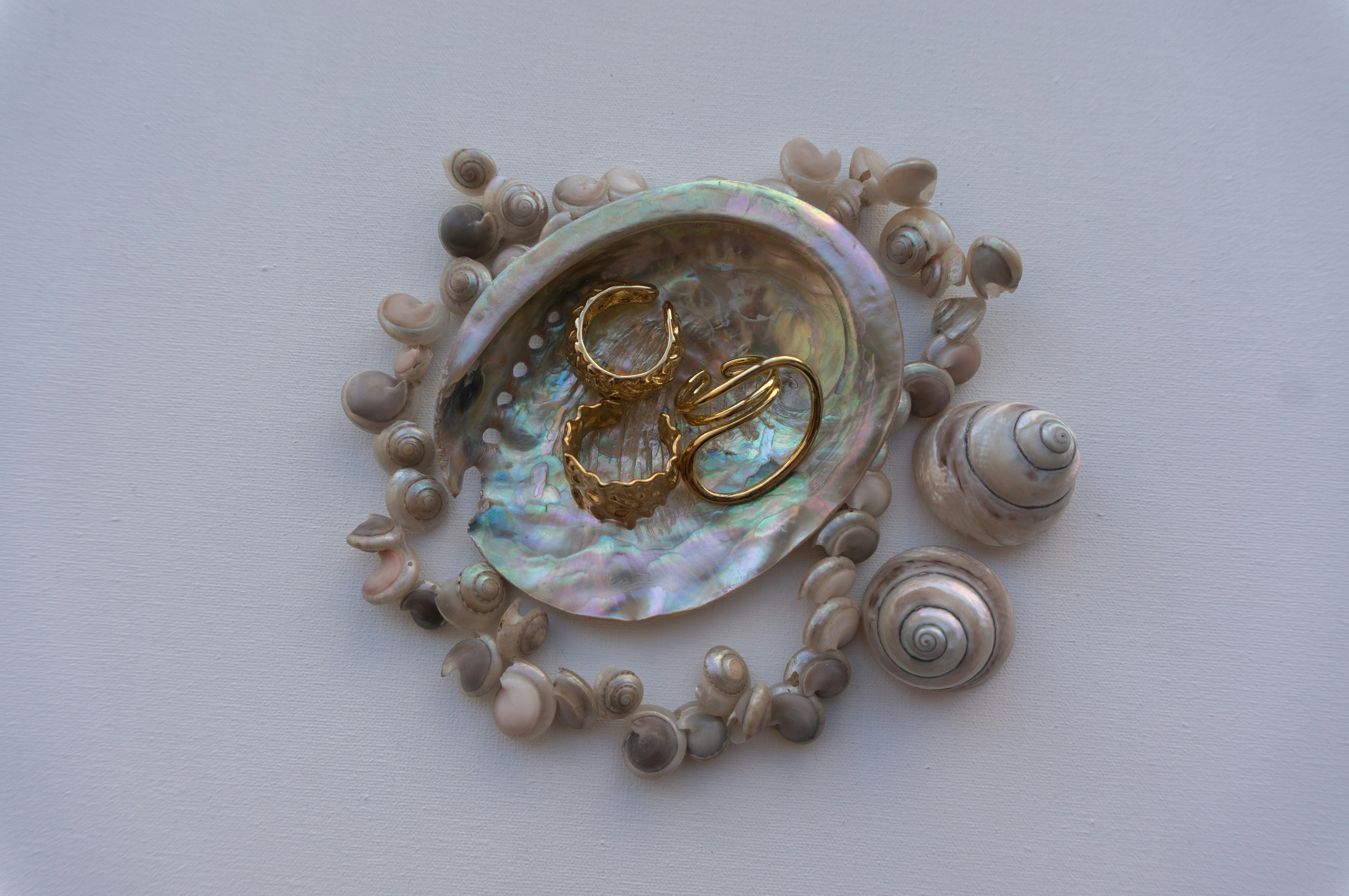 Iridescent Shell with Gold Rings: A Quiet Seaside Still-Life