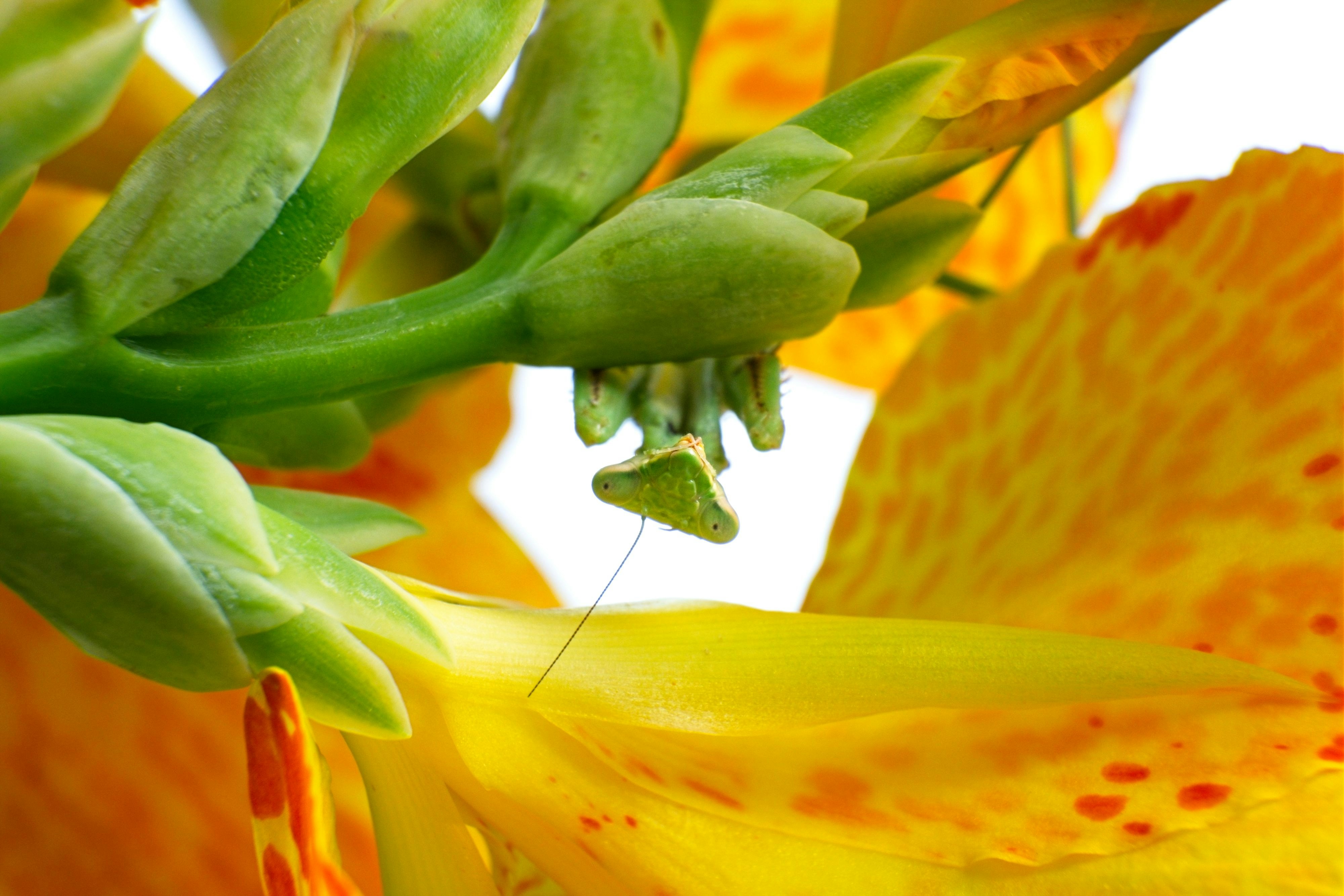 Emerald Visitor on a Sunlit Orchid