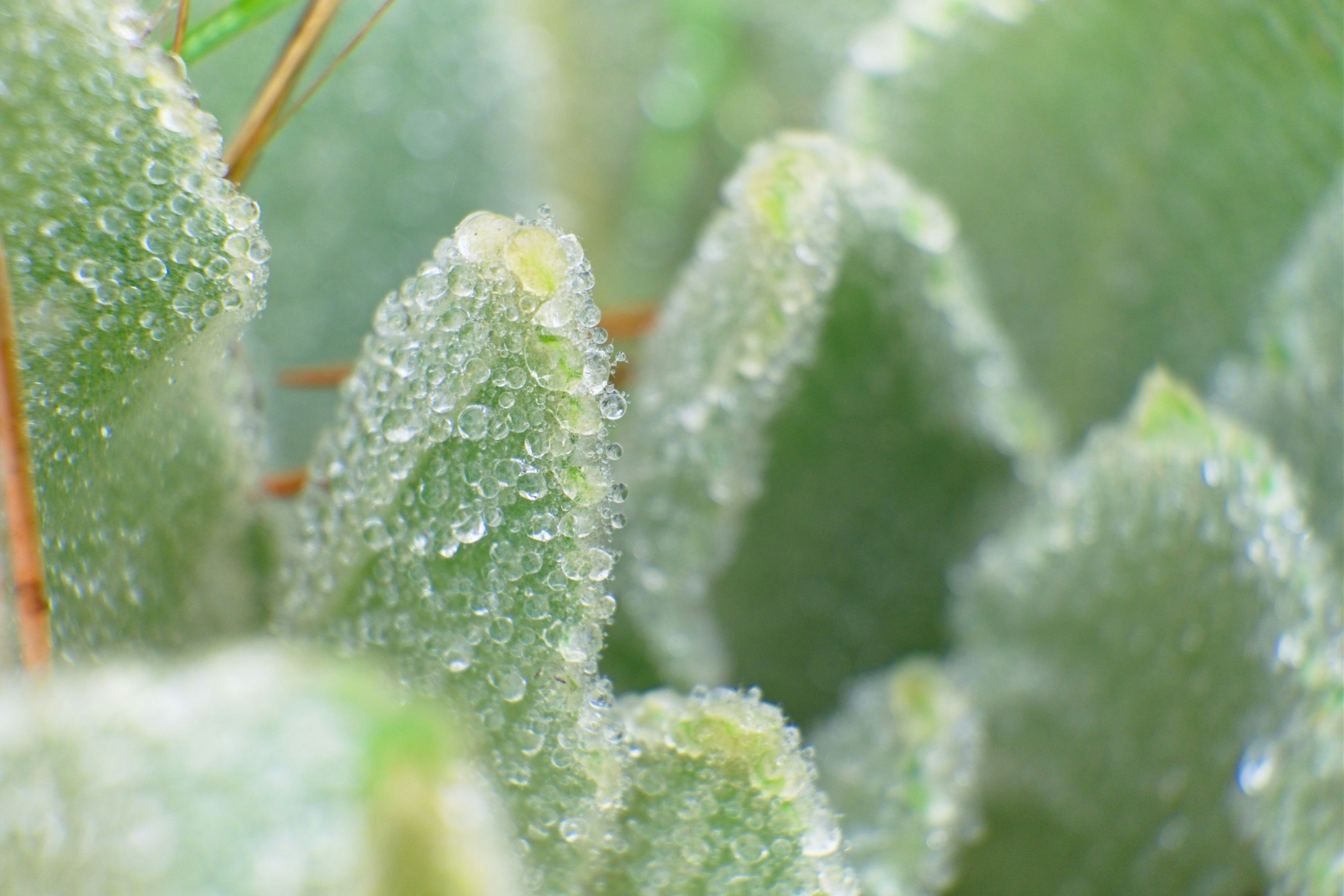 Photo by Noah Ridge with Fujifilm X-H2