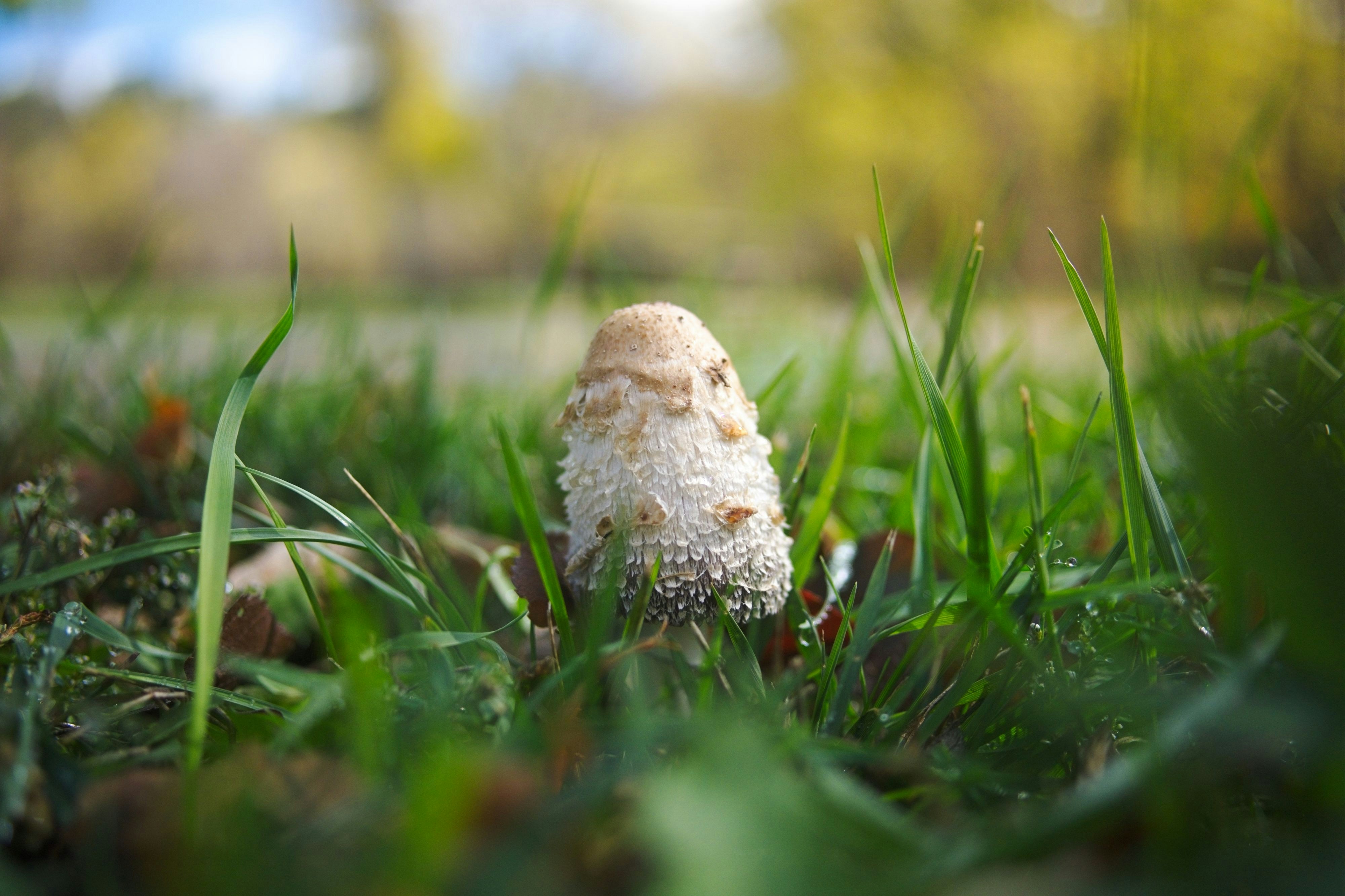 Solitary Shaggy Mushroom Stands Guard in Dewy Grass