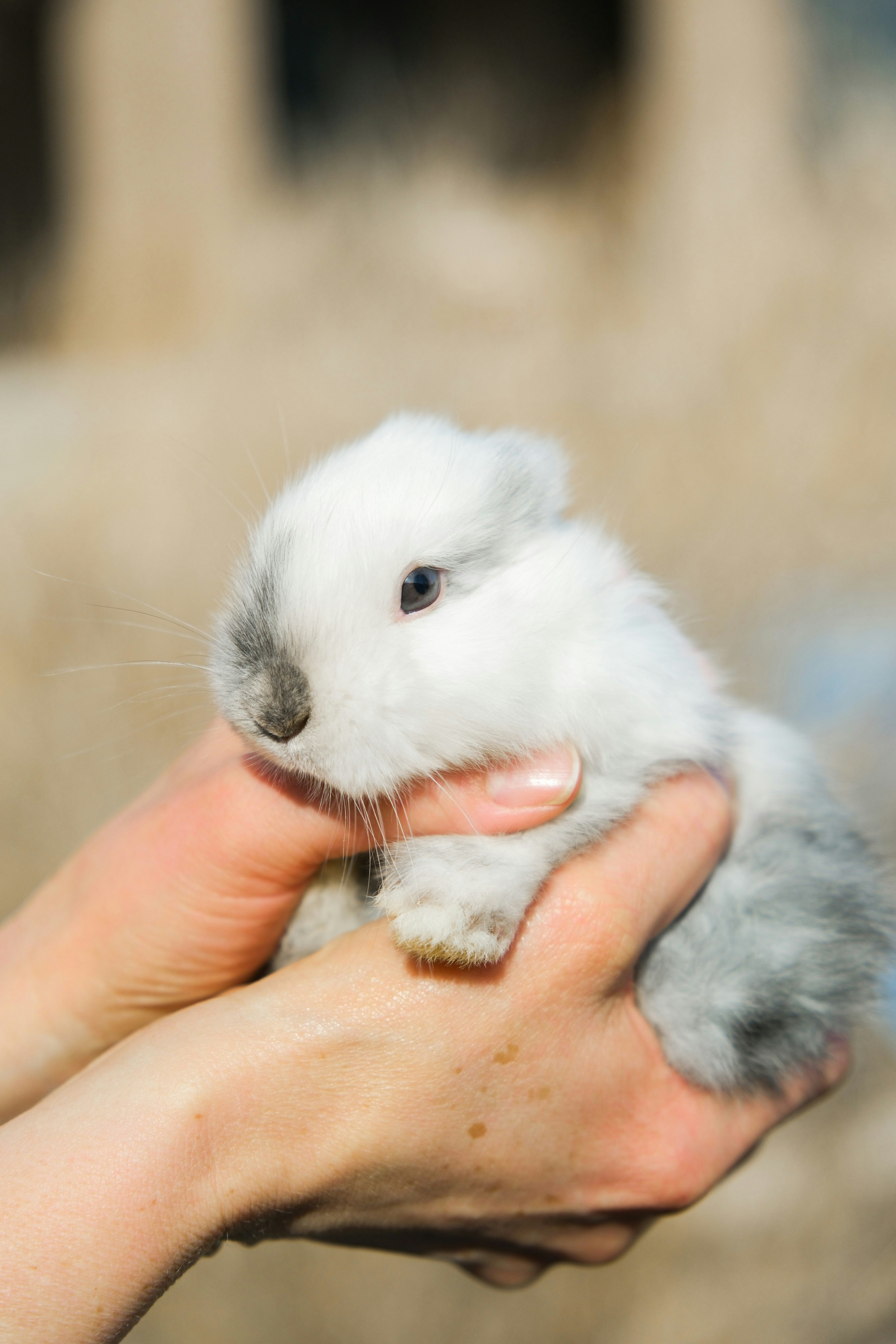 Sunlit Trust: a tiny white bunny cradled in warm hands