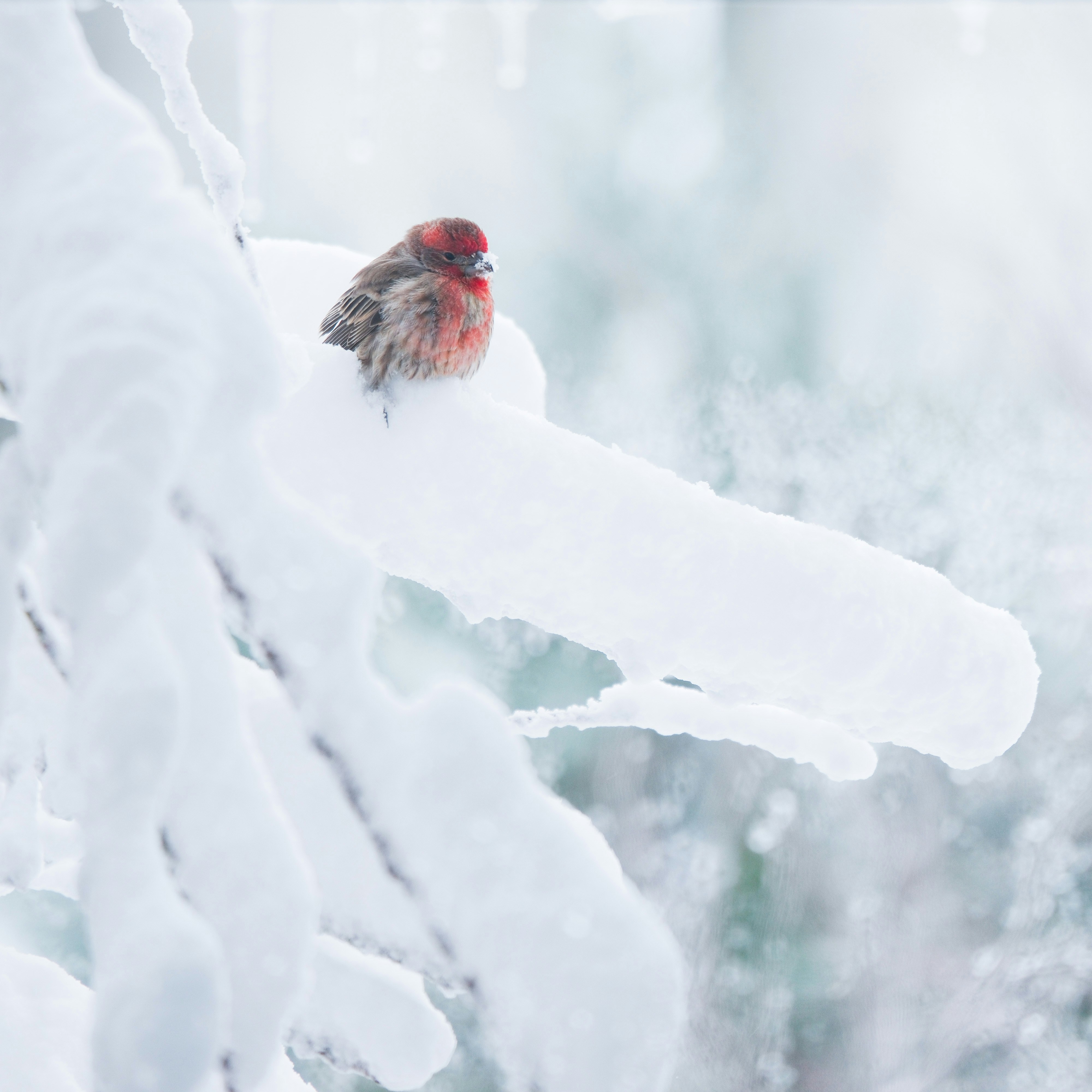 Red-breasted Spotlight: A Winter Robin Courageously Perches Among Snow
