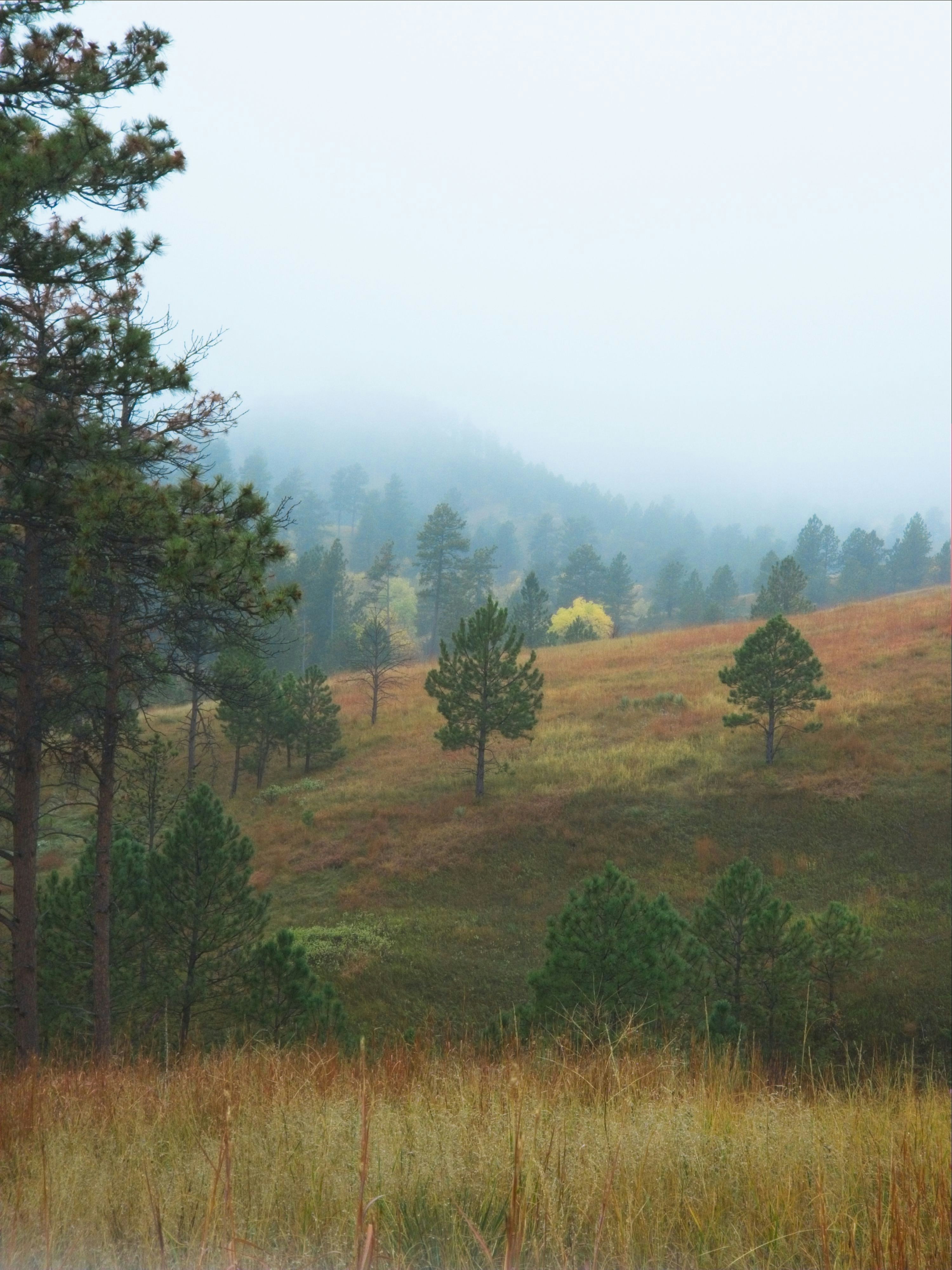Pines in the Mist on a Rolling Highland