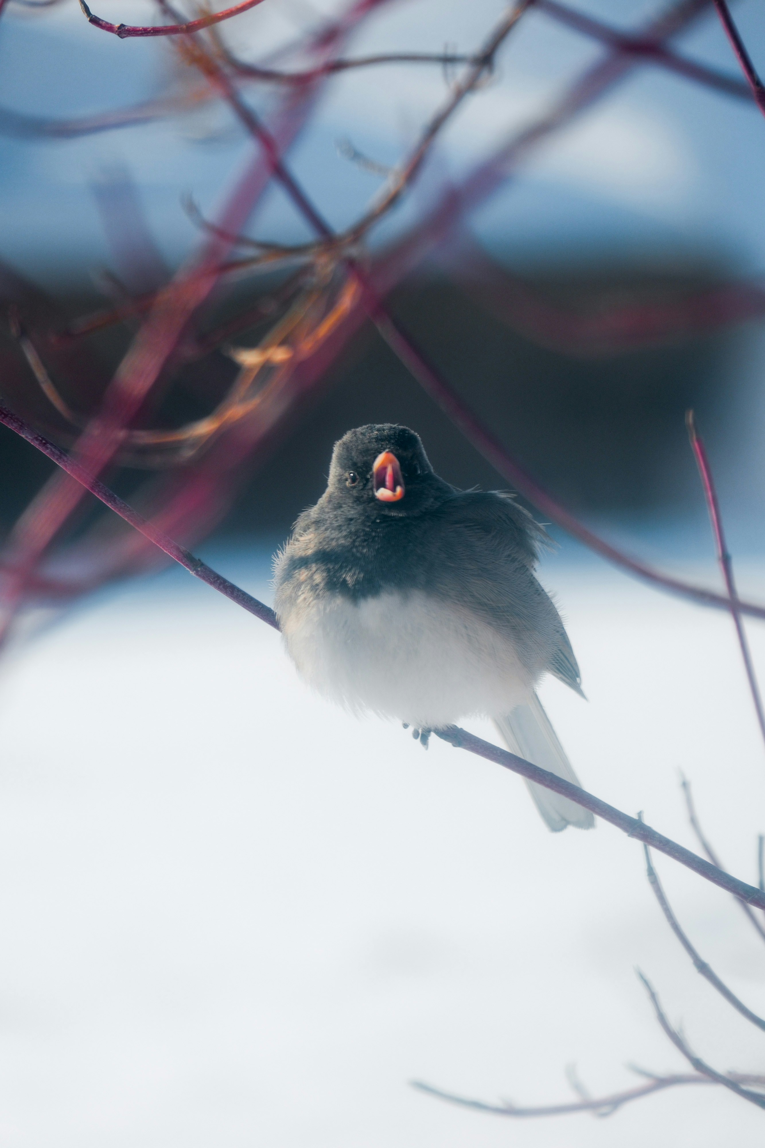 Winter Perch: A tiny dark bird with a bright orange beak on delicate red branches amid snow