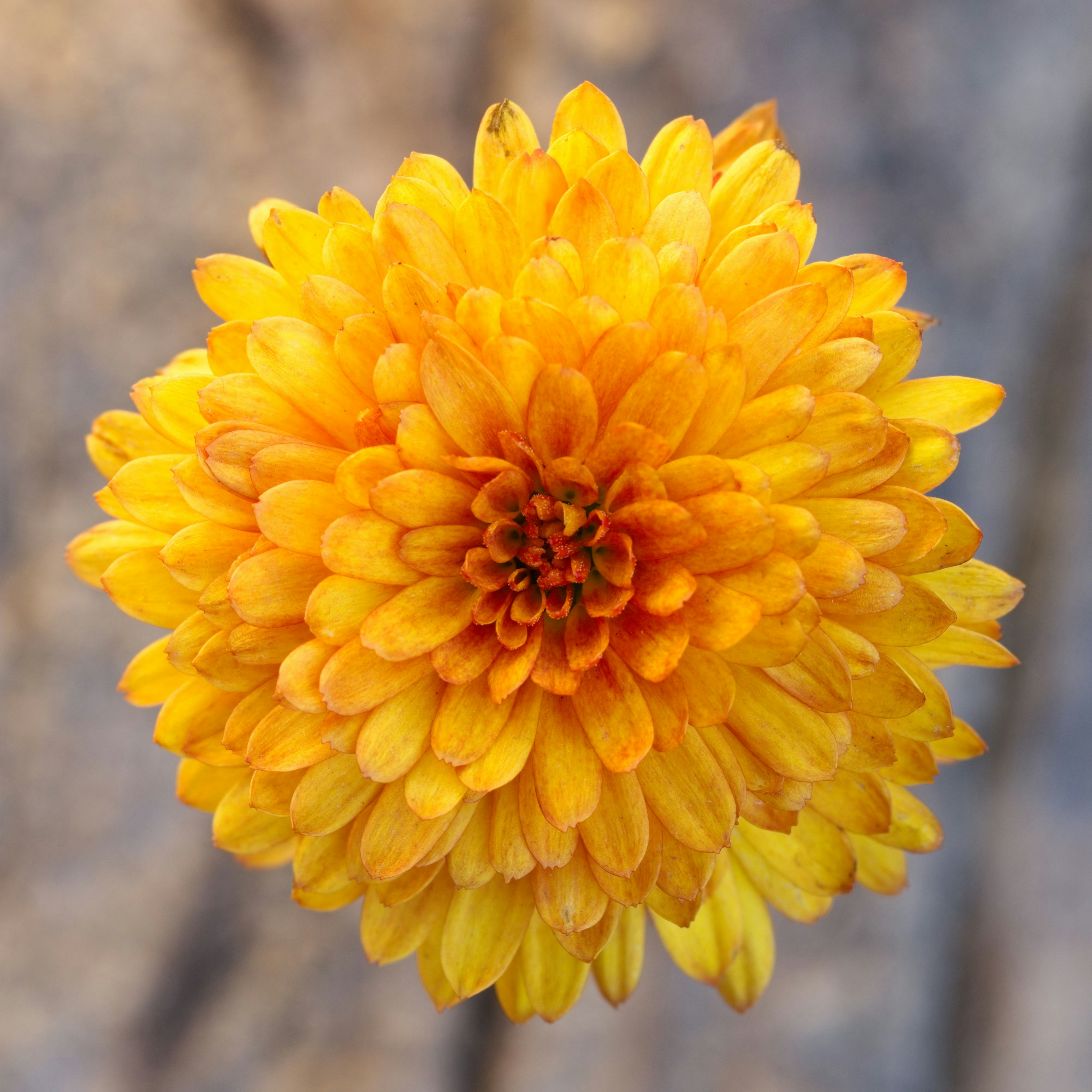 Sunlit Golden Chrysanthemum: A Macro Moment