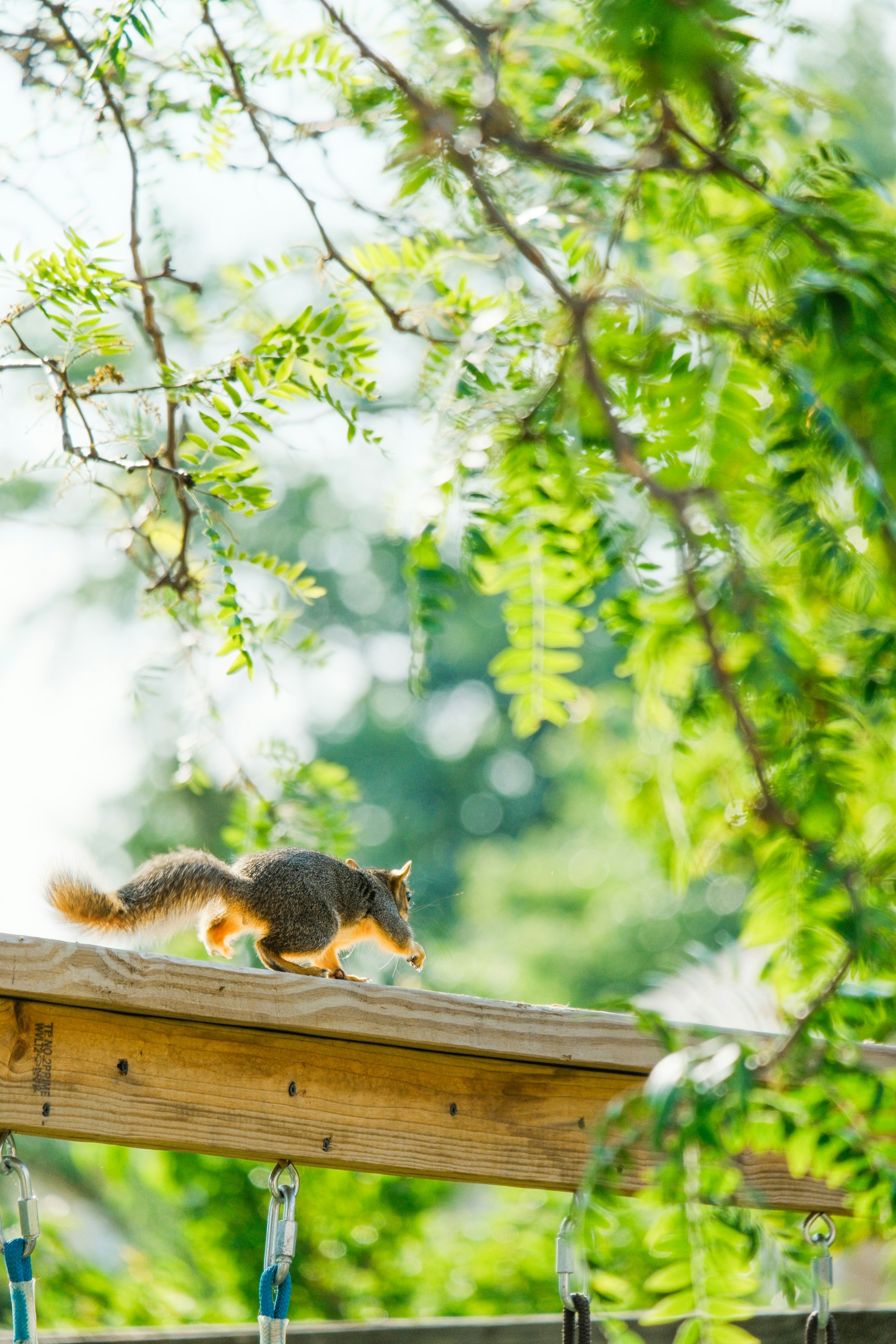 Squirrel Crossing a Sunlit Beam Under a Verdant Canopy