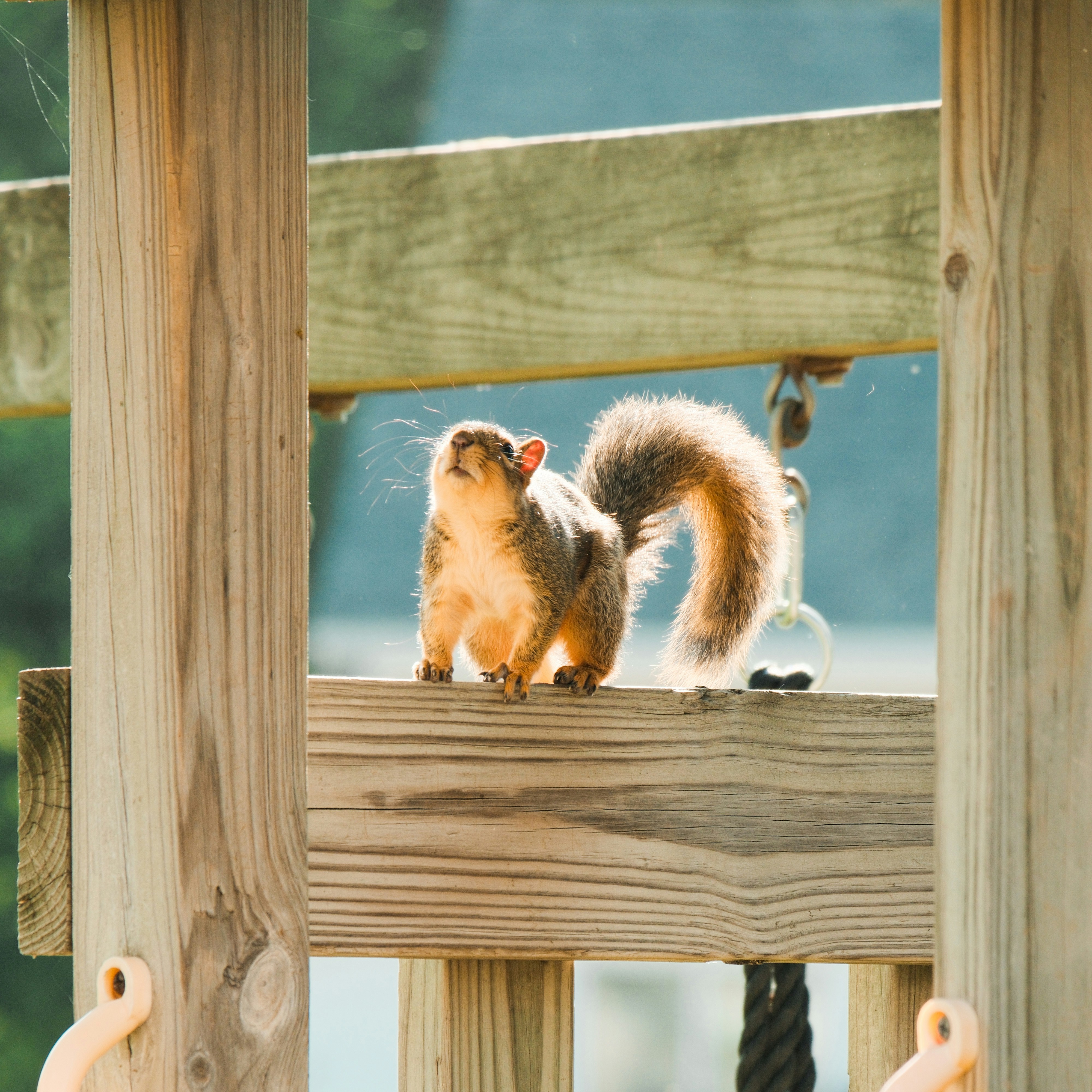 Curious Squirrel on a Sunlit Pier Railing