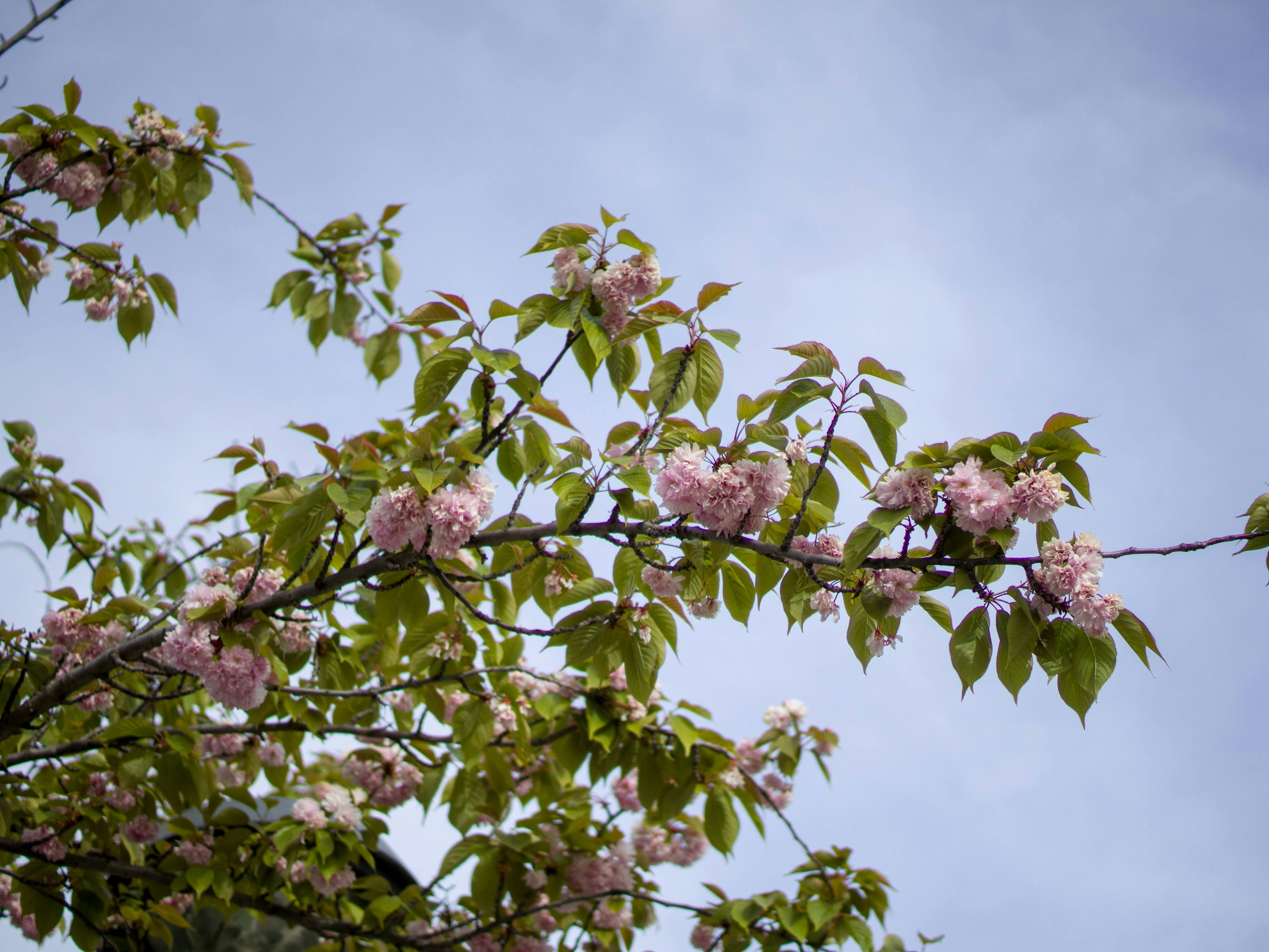 Cherry Blossom Line on a Cerulean Sky