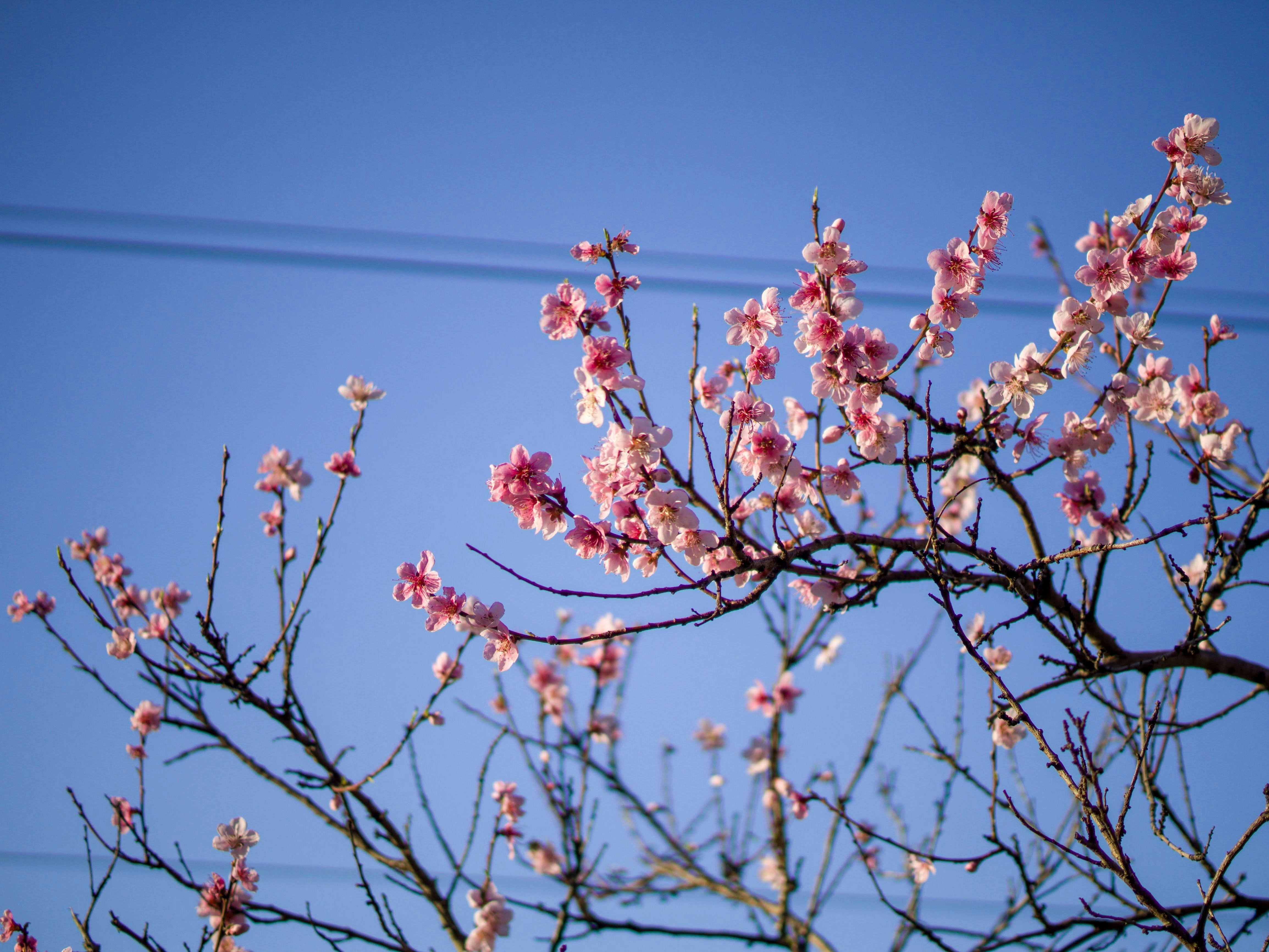 Pink Bloom Mosaic on Bare Branches Under a Cobalt Sky
